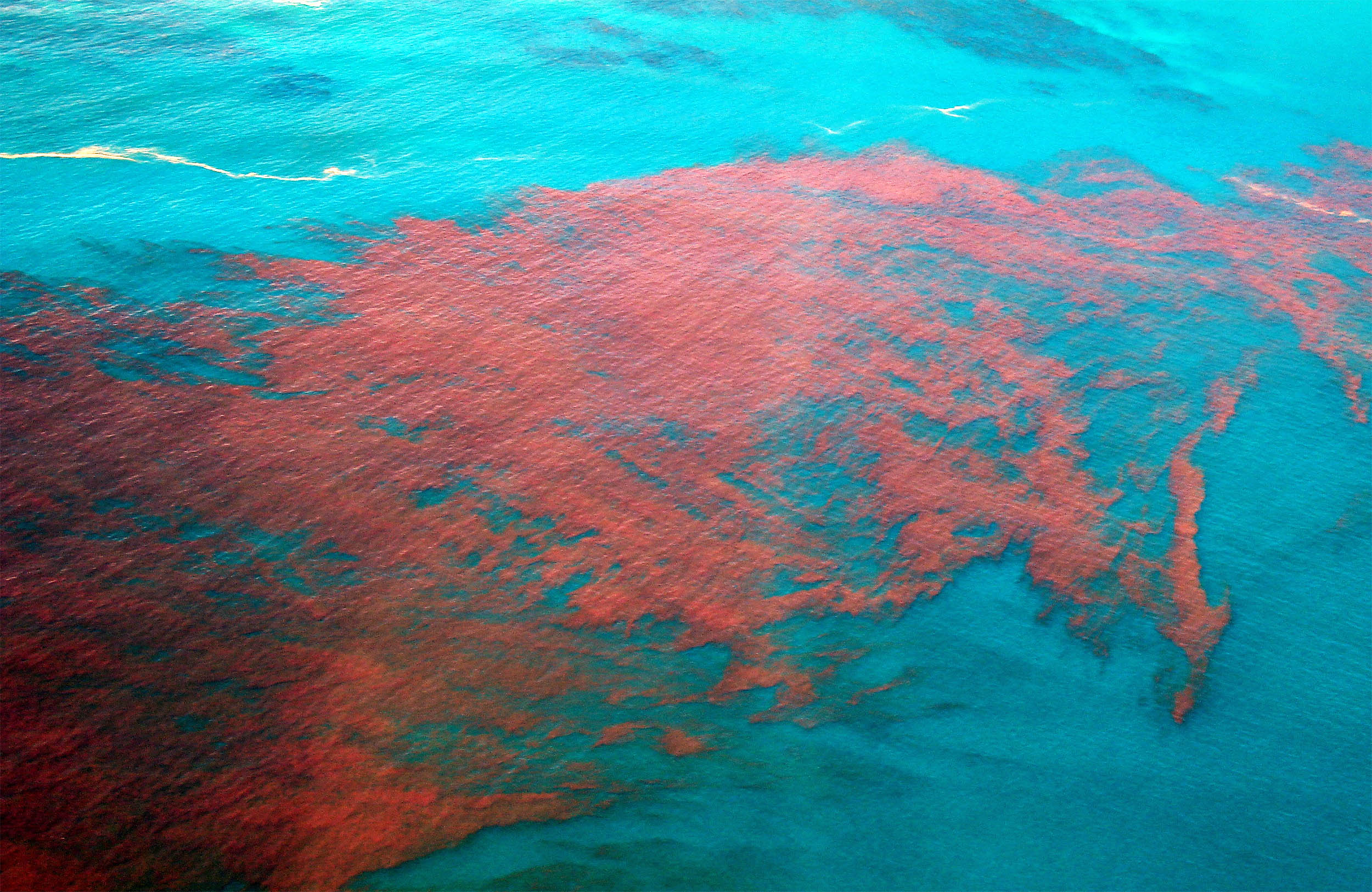 Surprising culprit behind the death of millions of marine animals ...