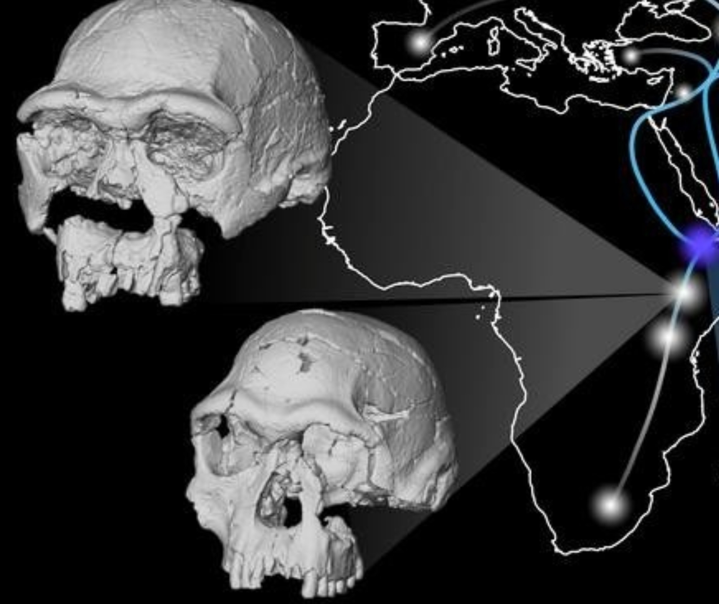 Virtual skull reveals surprising traits of ancient human ancestor ...