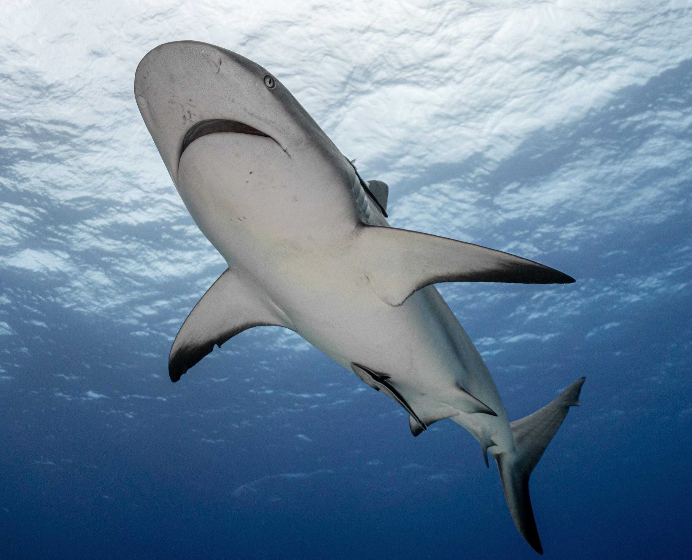 Massive sharks ruled the ocean long before megalodon - Earth.com