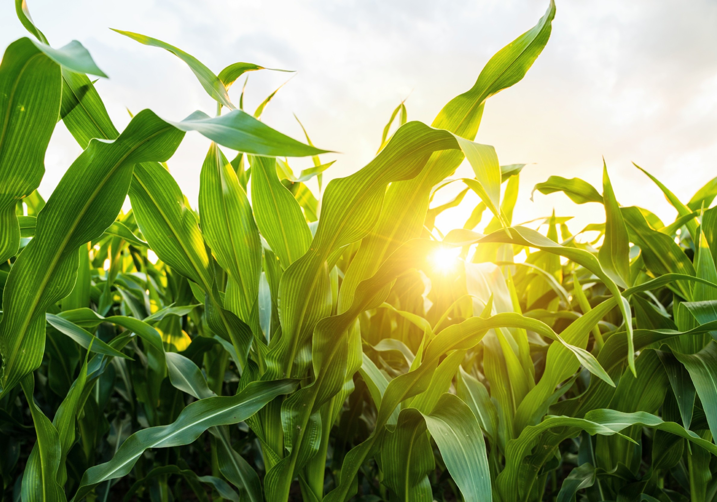 Predicting how plants scatter sunlight could boost crop yields - Earth.com