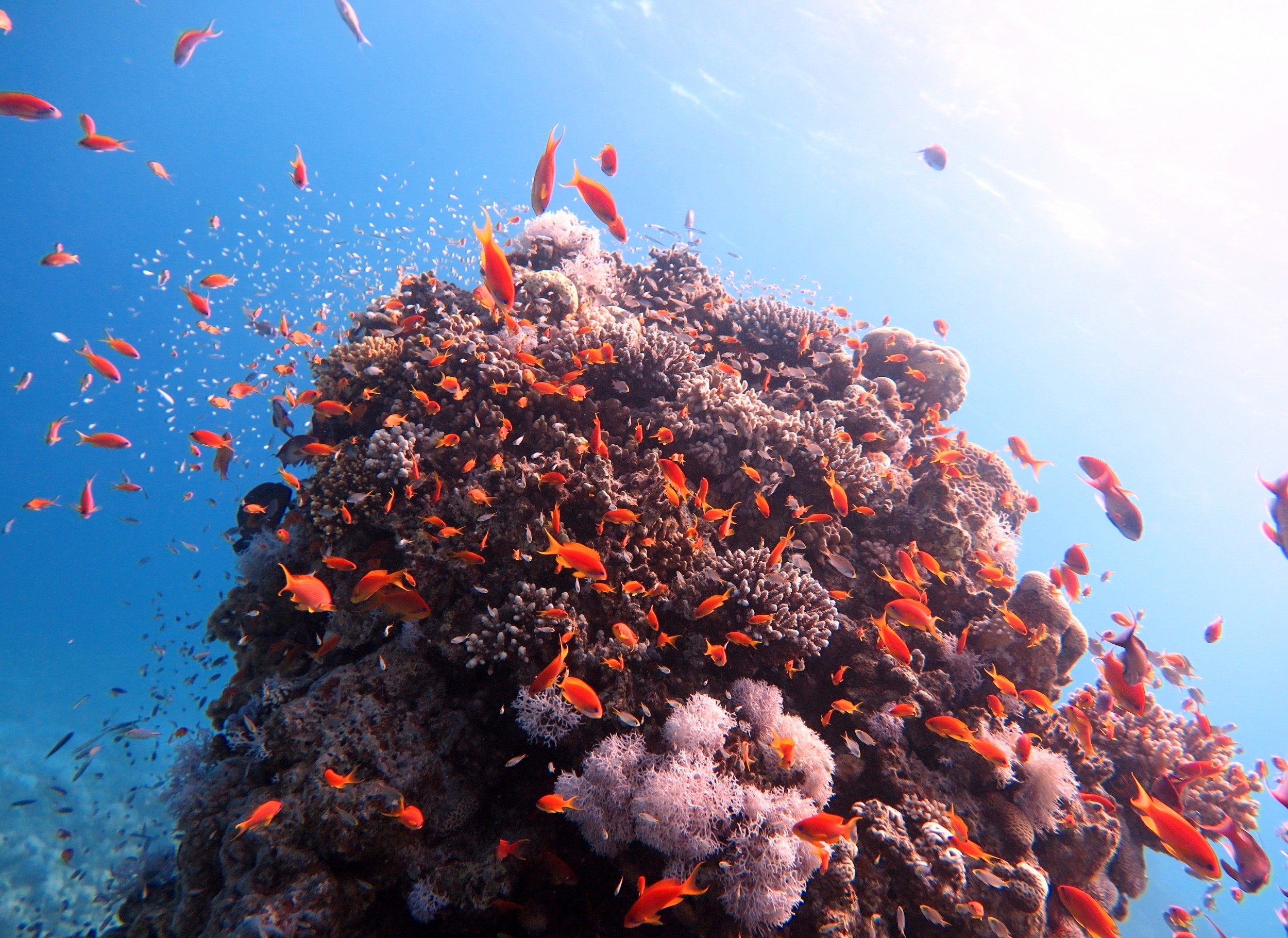 Coral reefs control the daily rhythms of ocean microbes - Earth.com