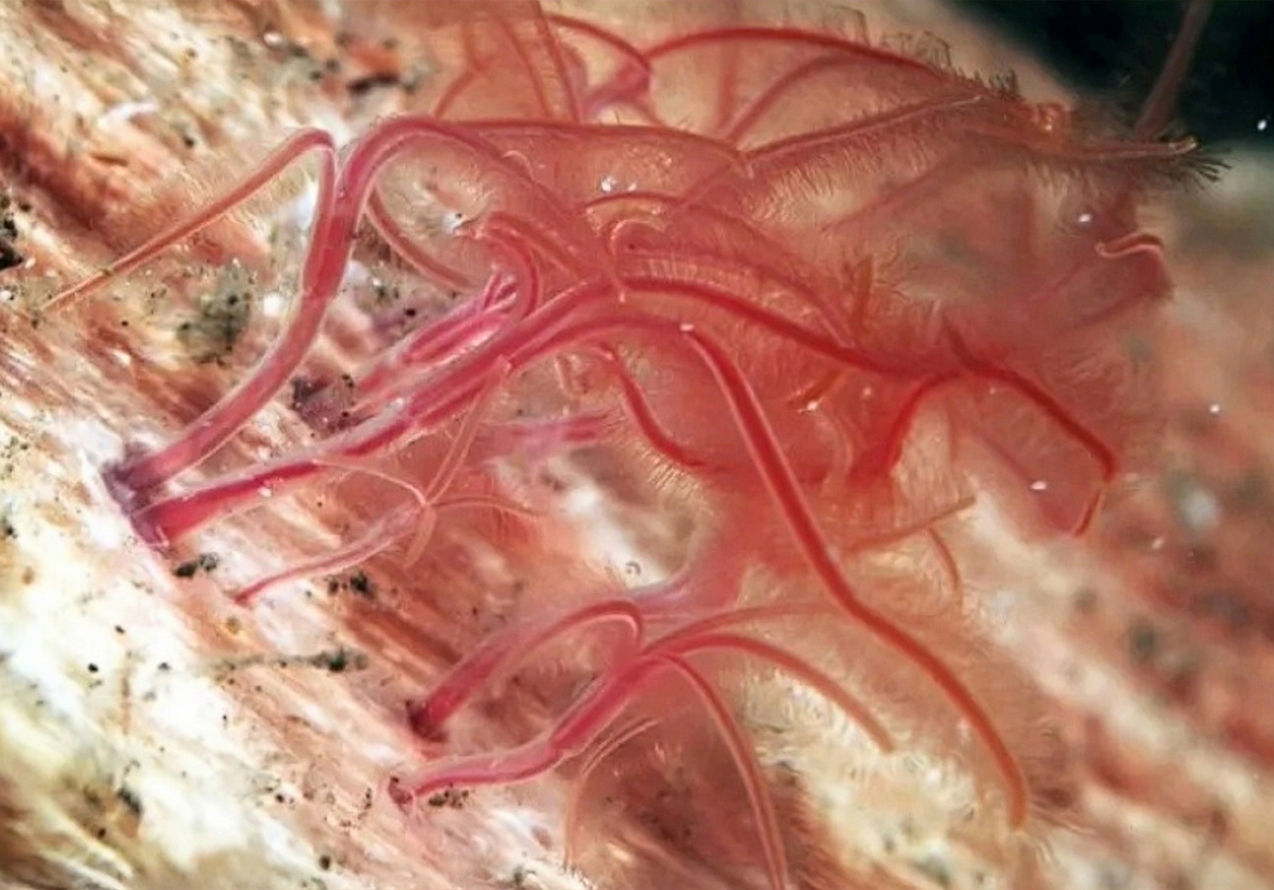 Missing in the deep sea: The unsettling mystery of zombie worms - Earth.com
