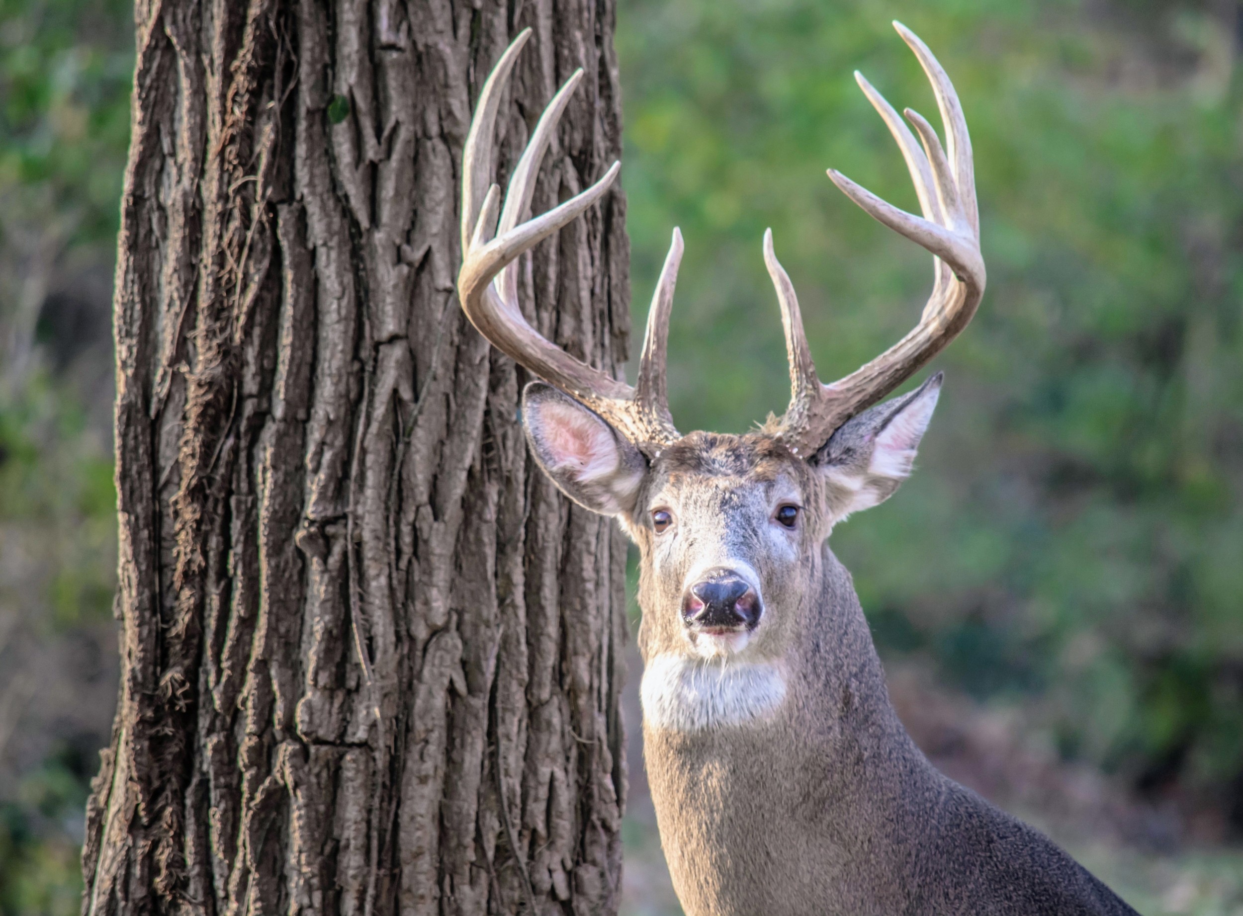 Deer leave glowing messages on trees during mating season - Earth.com