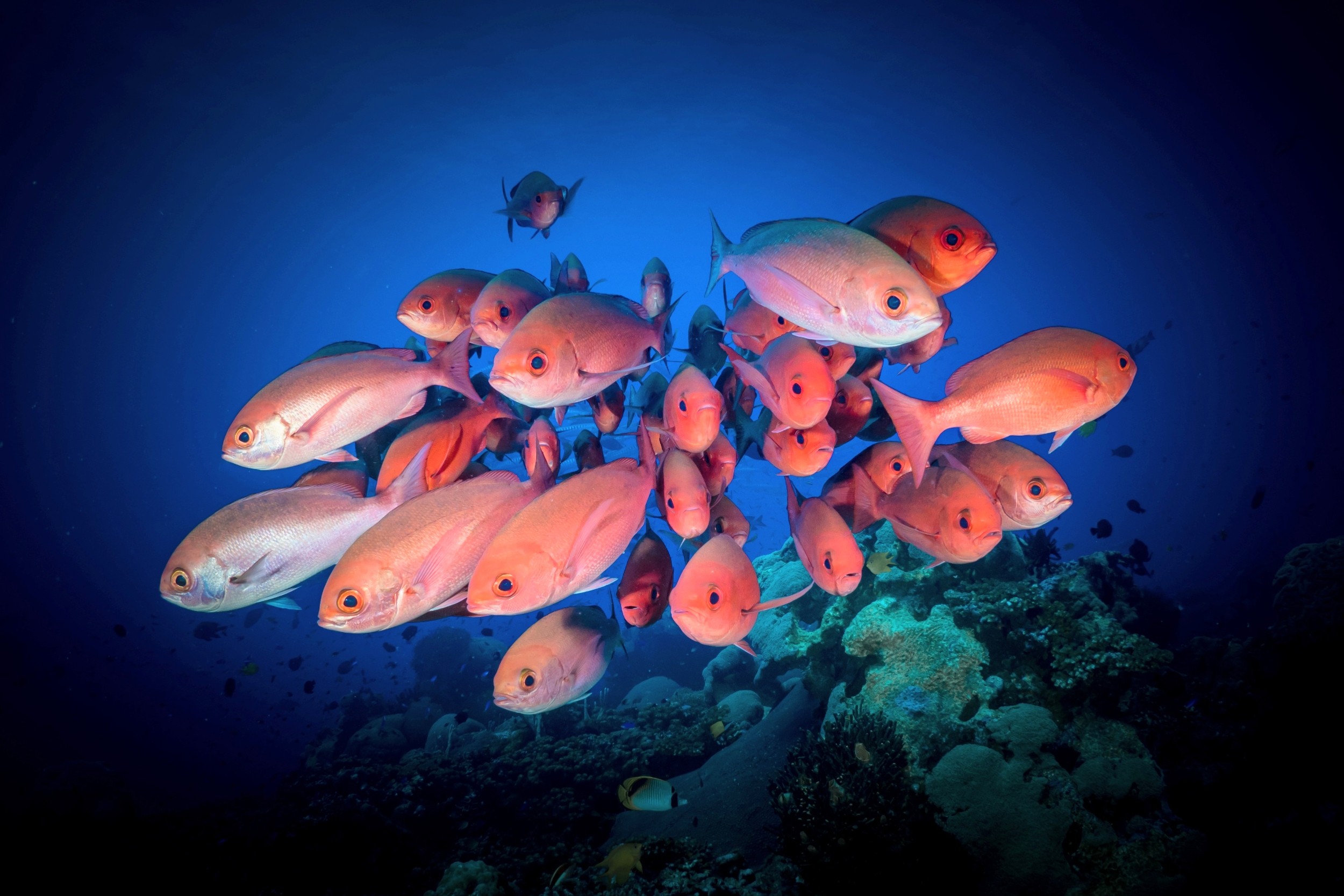 Coral reefs could feed millions if we stop overfishing them - Earth.com