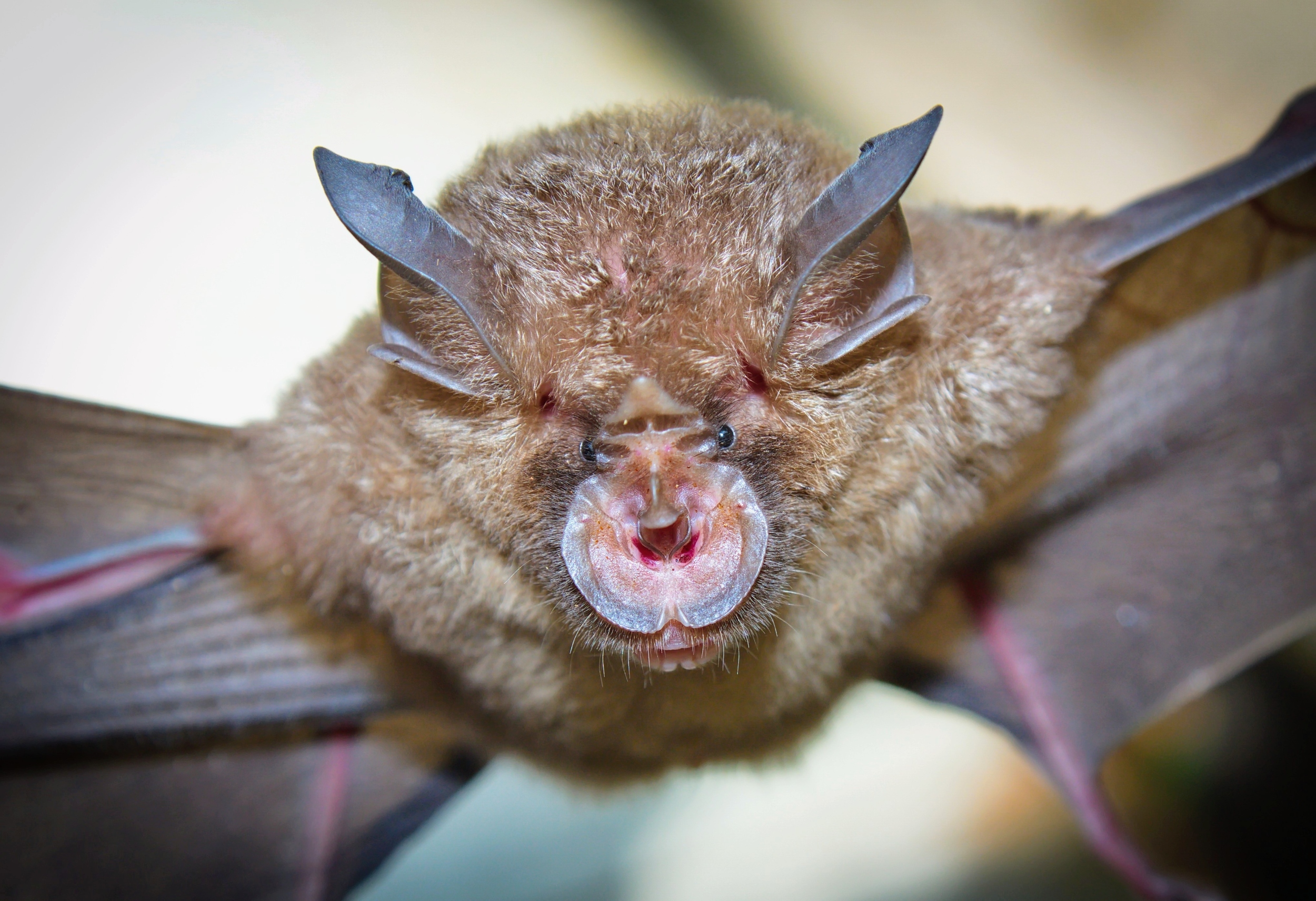 Scientists identify the bats most likely to cause the next epidemic ...