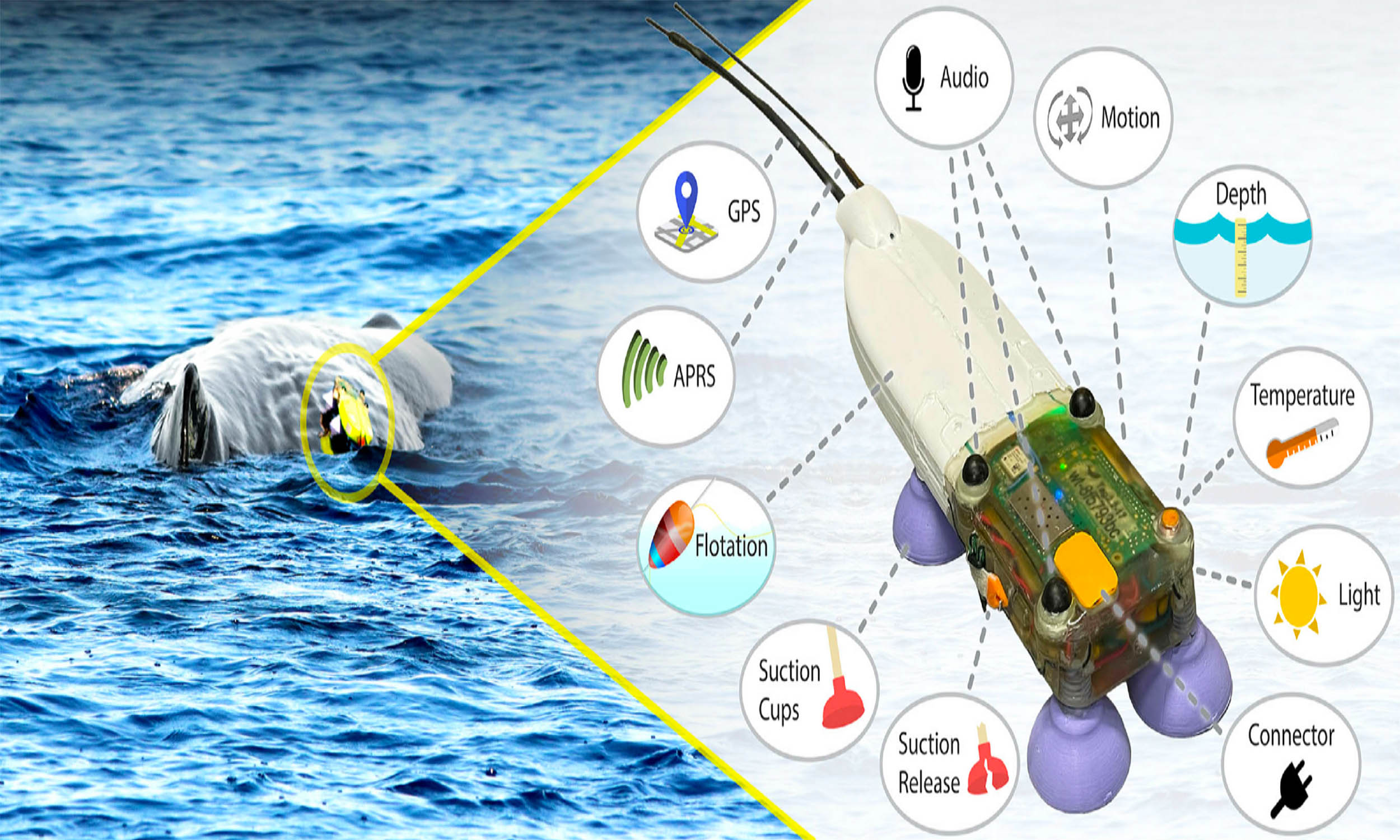Whale tag will help decode communication in the deep ocean - NewsBreak