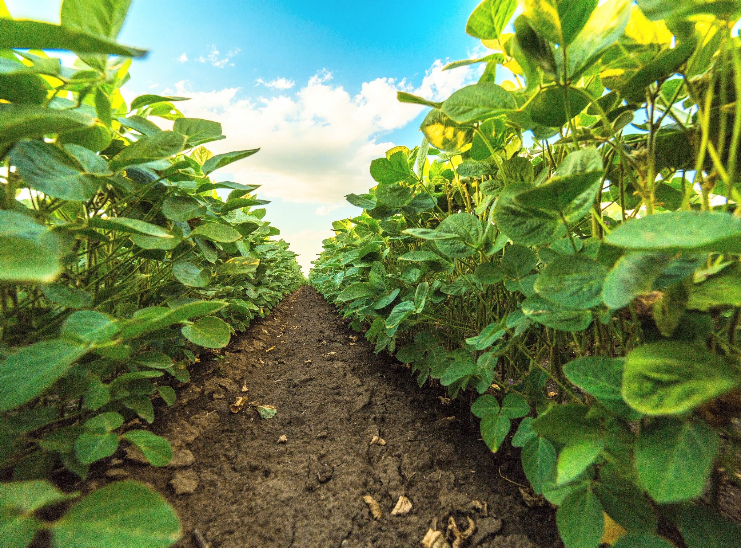 Shifting nitrogen cycles raise new risks for food security - Earth.com