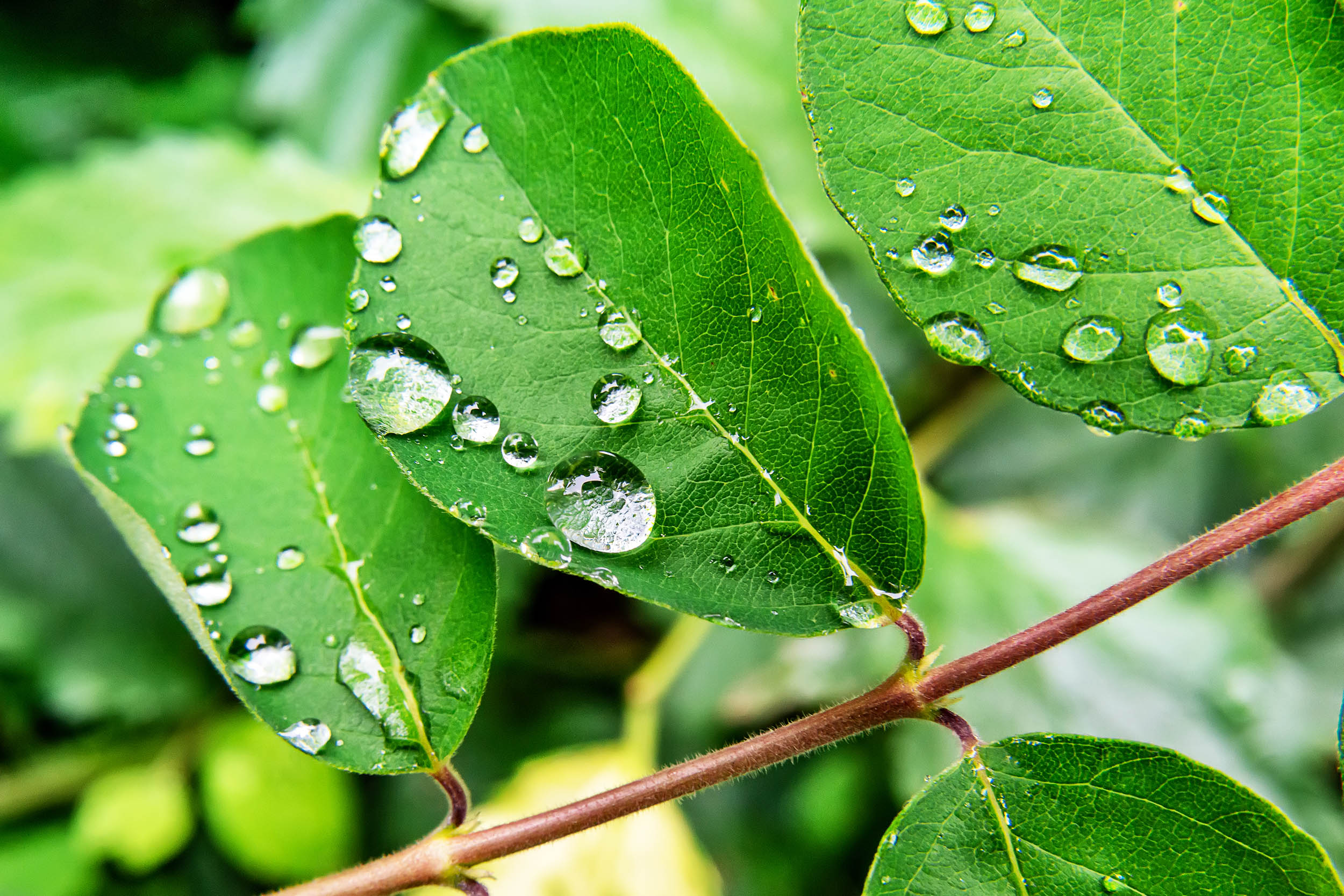 Trees "save" water when CO2 is higher, but they don't grow faster ...
