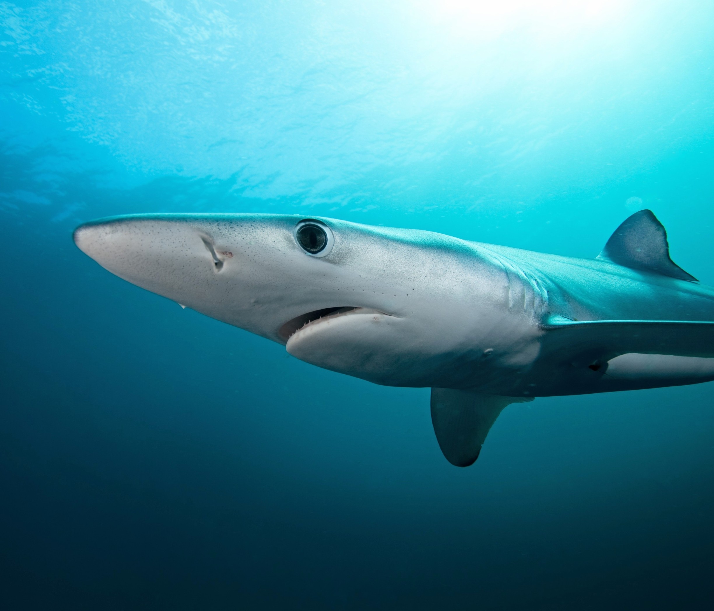 What a 400-year-old shark can teach us about aging eyesight - Earth.com