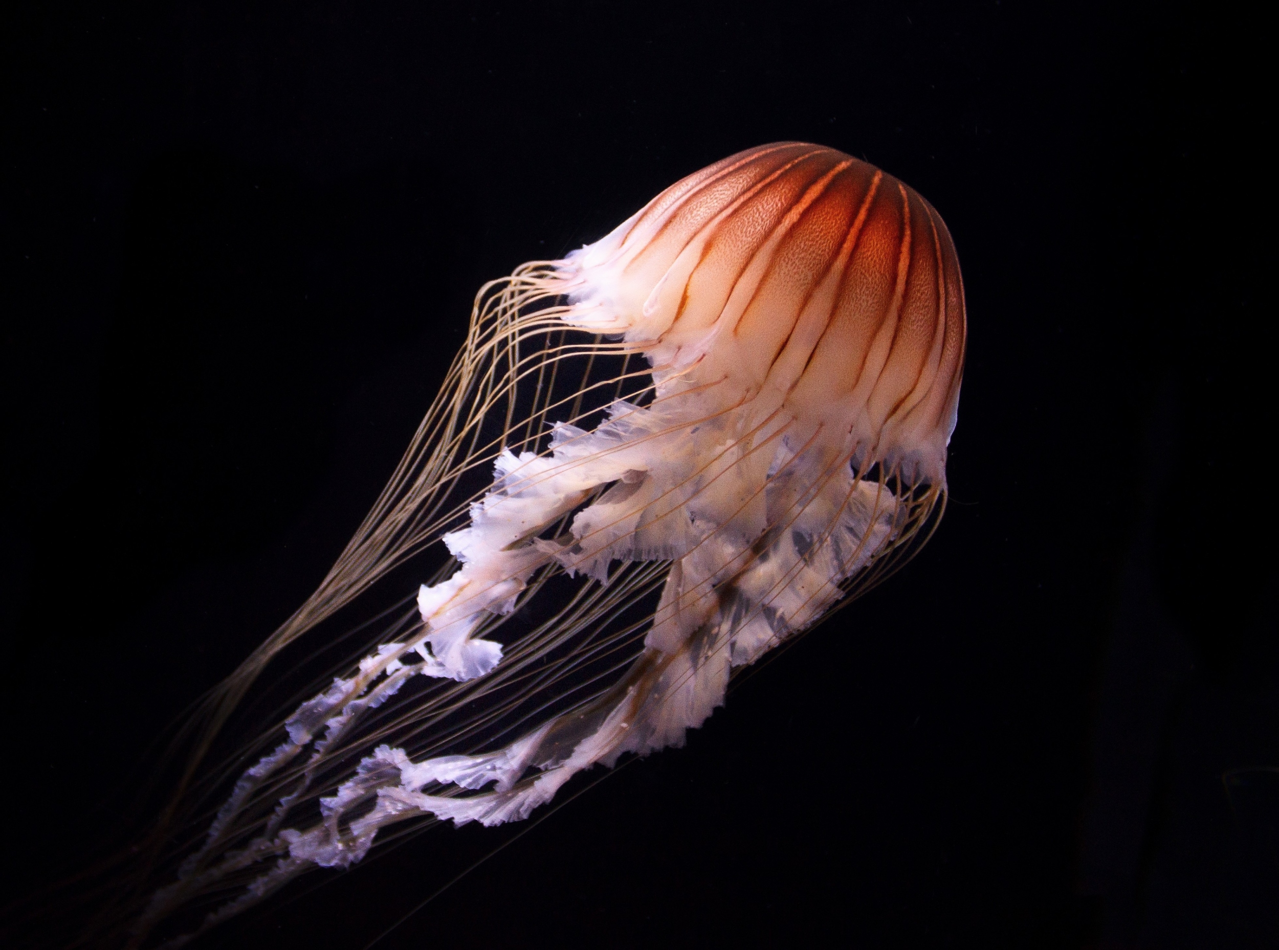 Sleep evolved to protect neurons from DNA damage - Earth.com