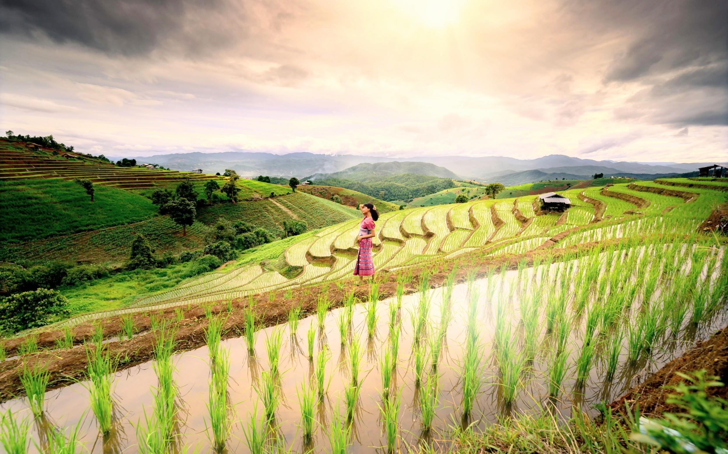 What really happens to rice when soils get scorching hot - Earth.com