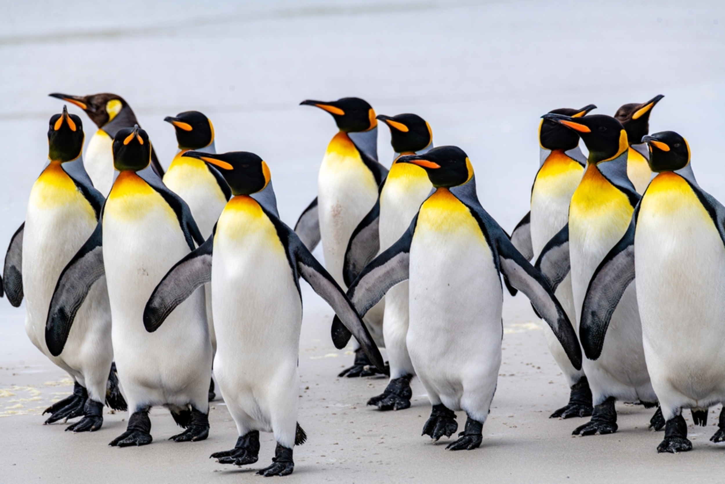 Polar bird microplastic crisis - Earth.com