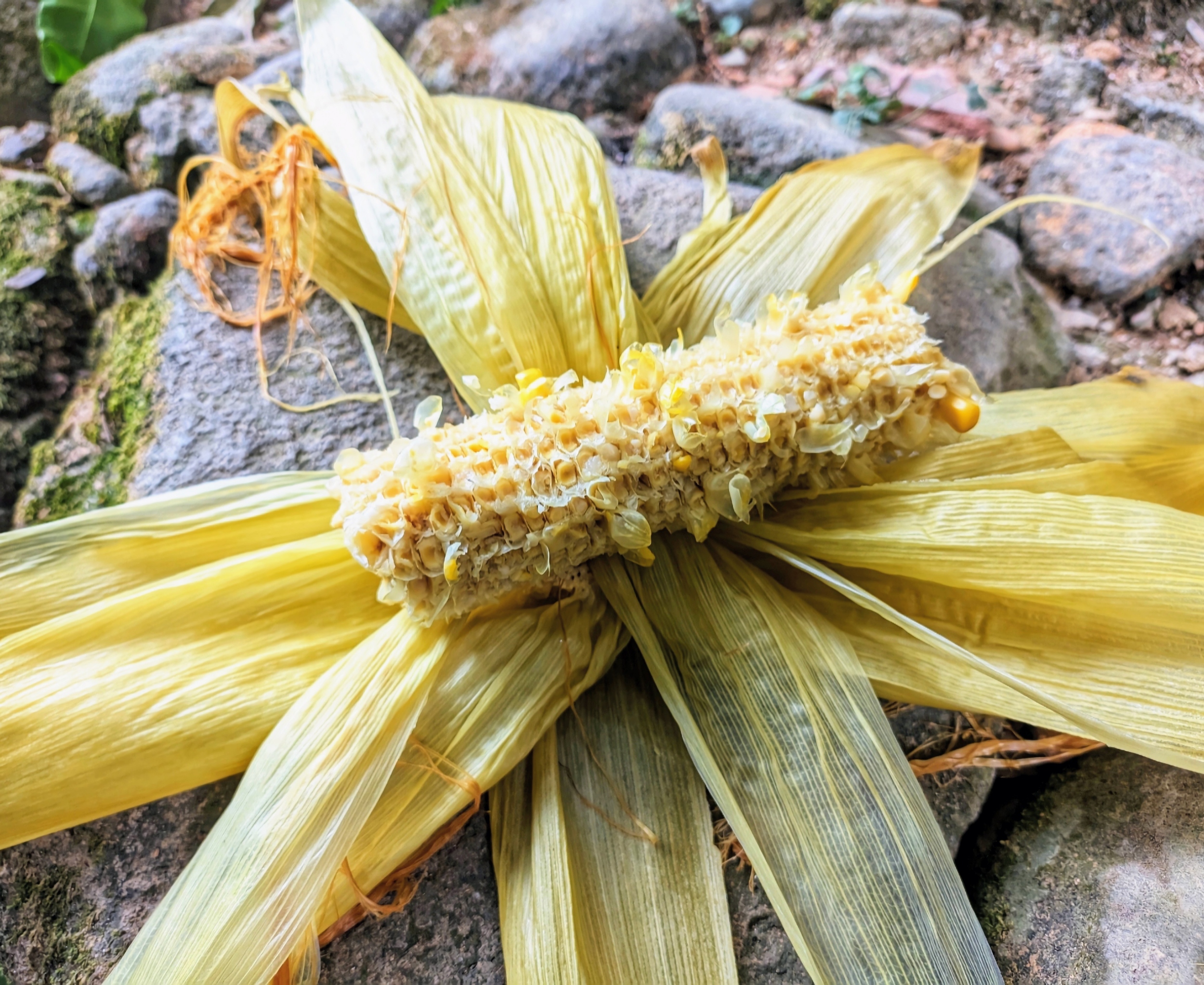 Farm waste can be transformed into powerful water filters - Earth.com