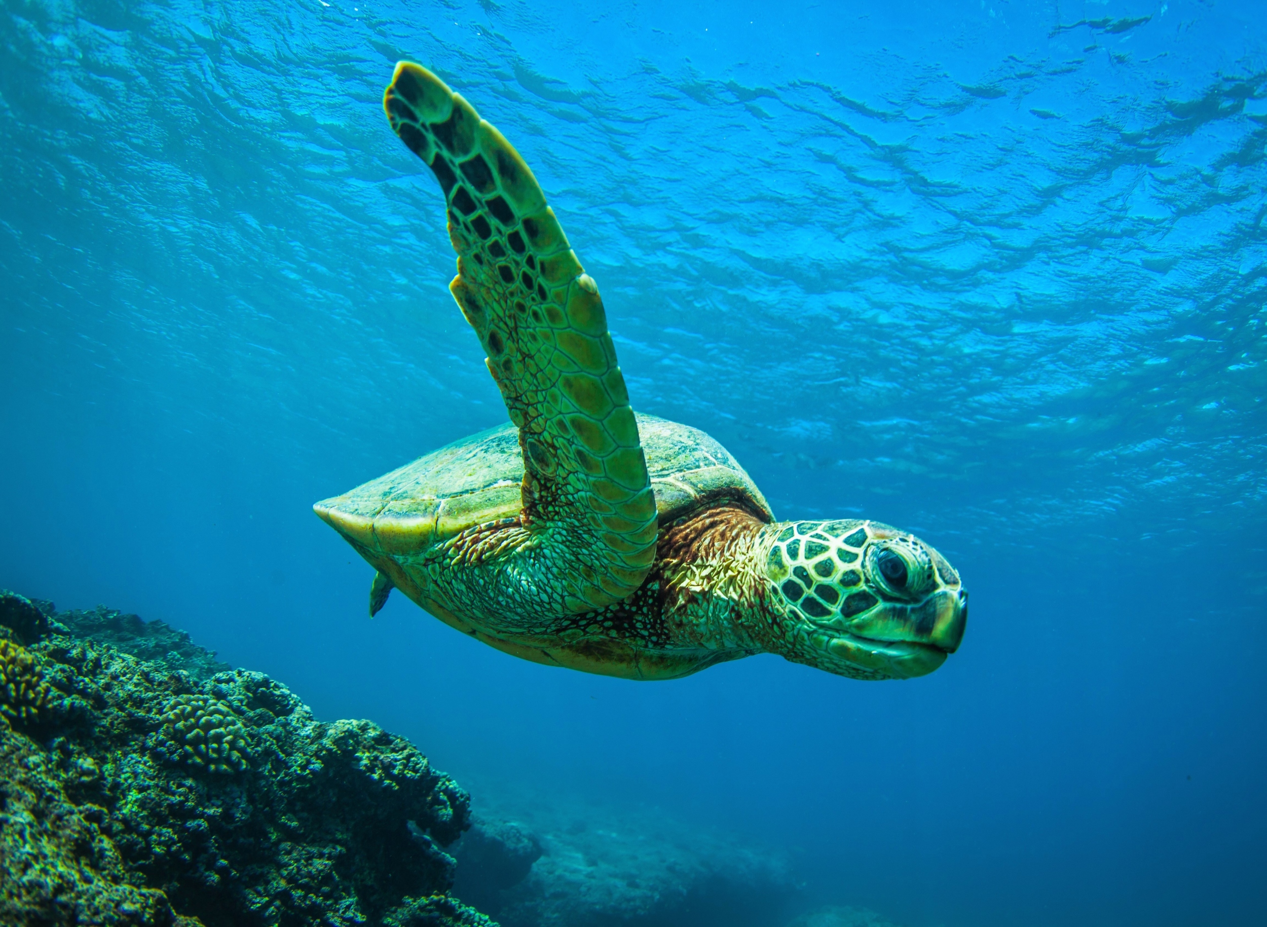 Green sea turtles are ingesting plastic from far beyond their range ...
