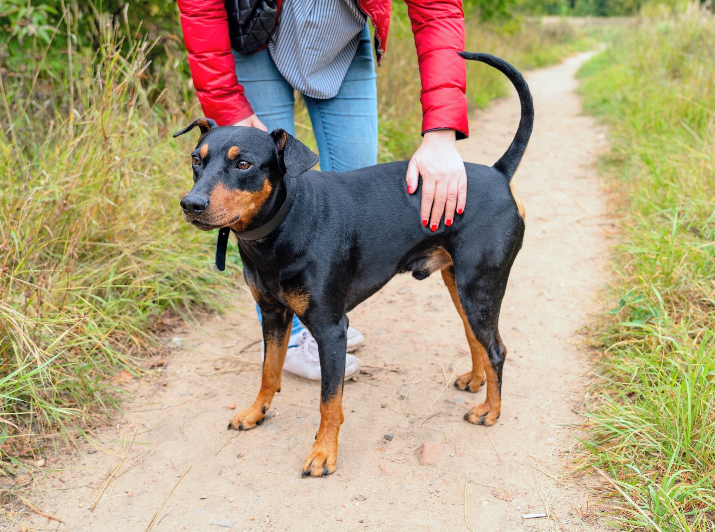 Many dog attack victims suffer lasting psychological trauma - Earth.com