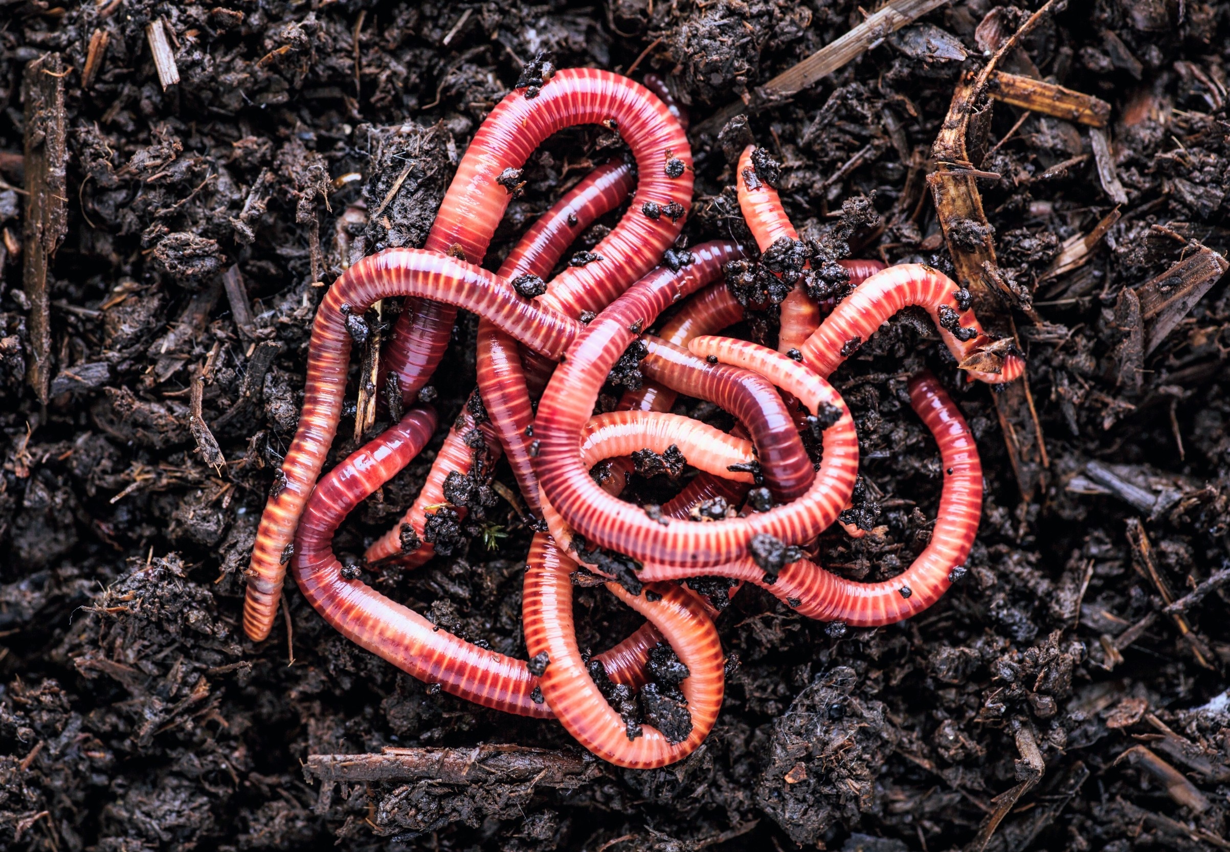 Earthworms may help stop antibiotic resistance from spreading - Earth.com