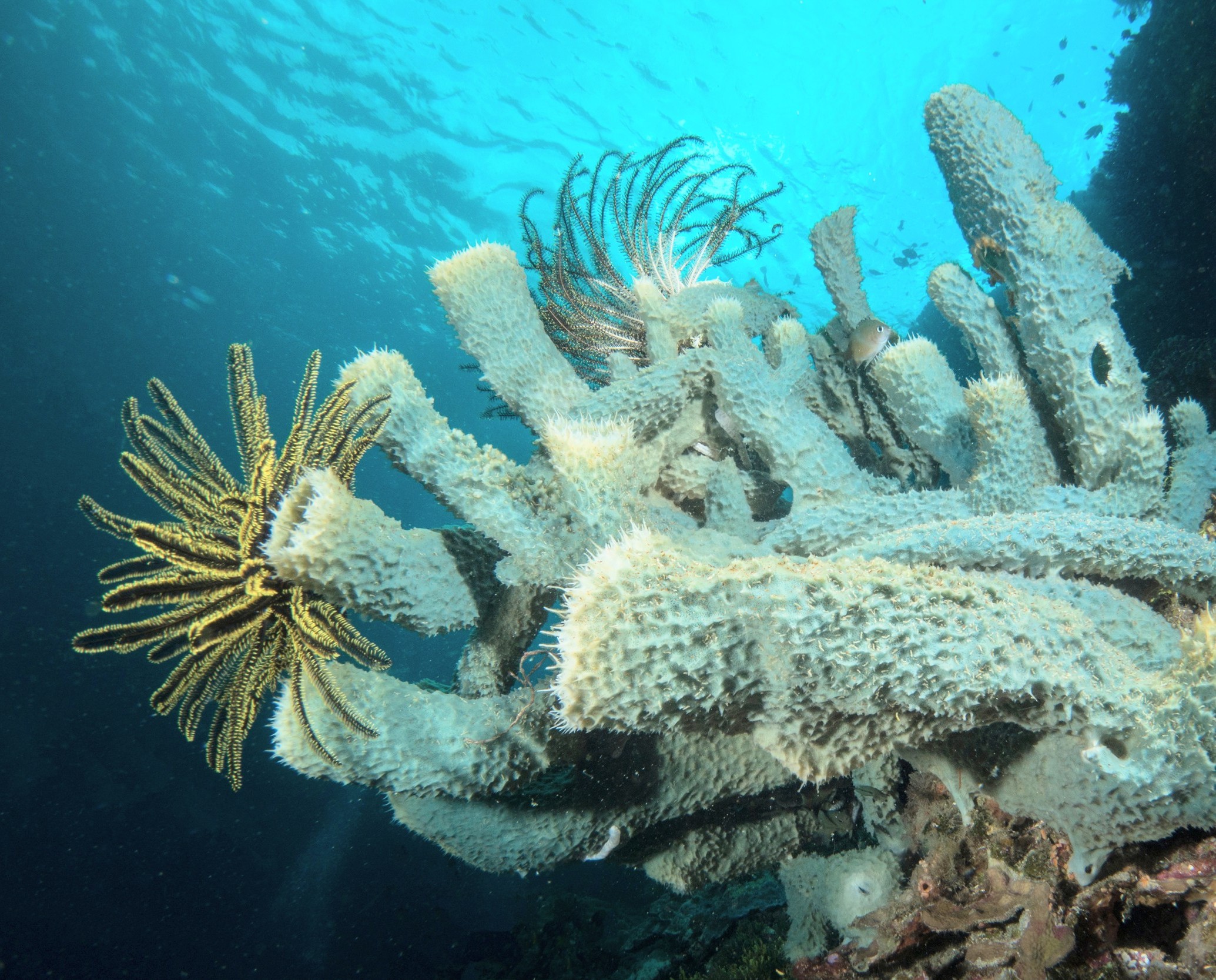 Why Earth’s earliest animals left little trace behind - Earth.com