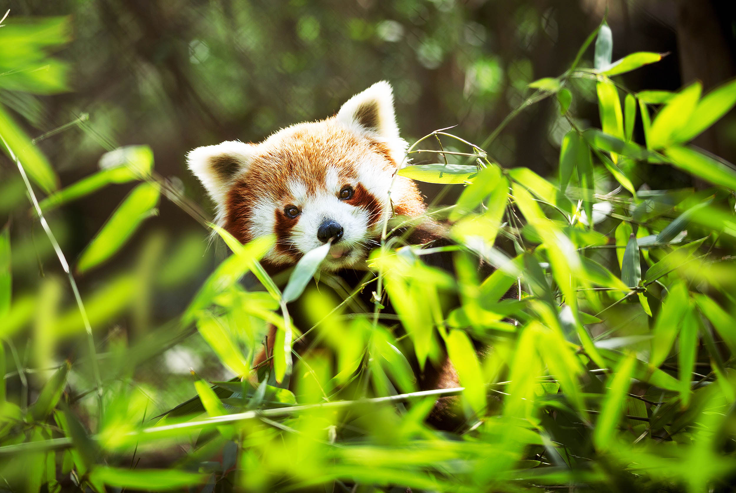 Trail cameras capture endangered red pandas in remote Himalayas - Earth.com