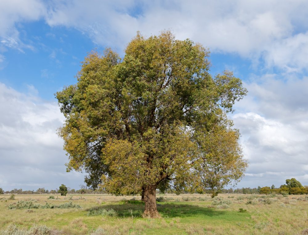 Trees might be doing more for air quality than we thought - Earth.com