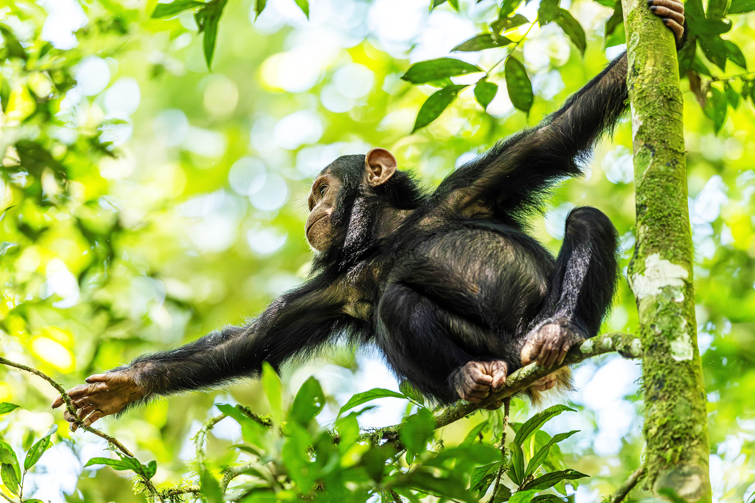 Young chimpanzees take more risks, similar to human behavior - Earth.com