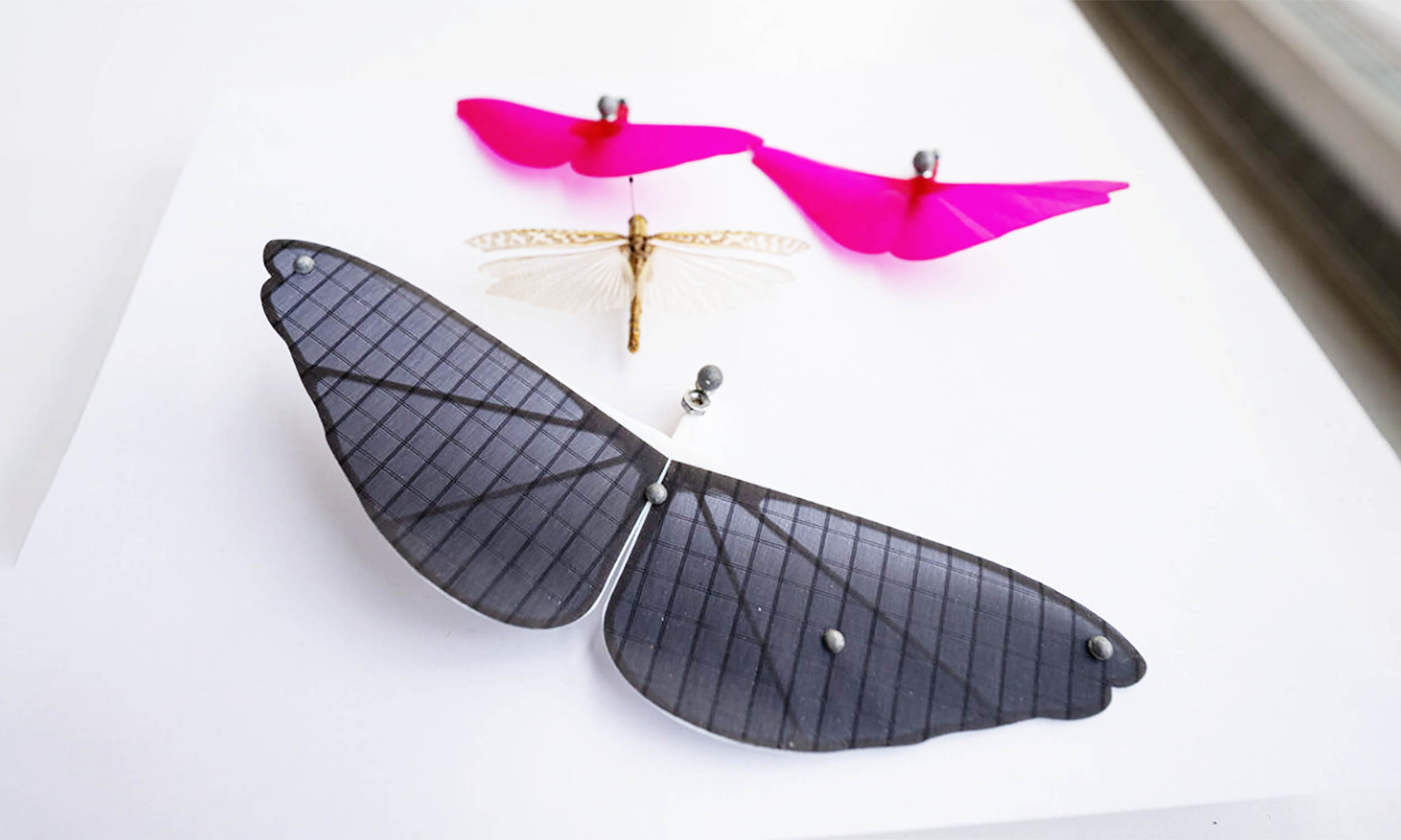 Grasshoppers inspire energy-saving wings for tiny flying robots - Earth.com