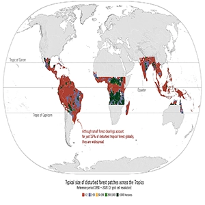 Small clearings are driving big carbon losses in tropical forests ...