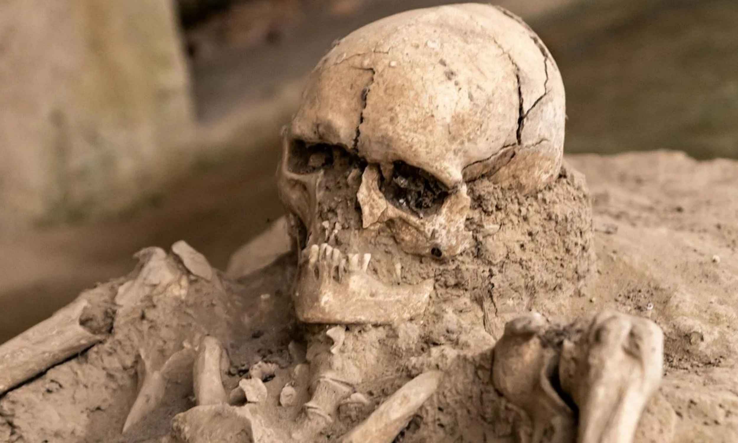 Anthropologists warn about the sale of skulls on the Internet - Earth.com