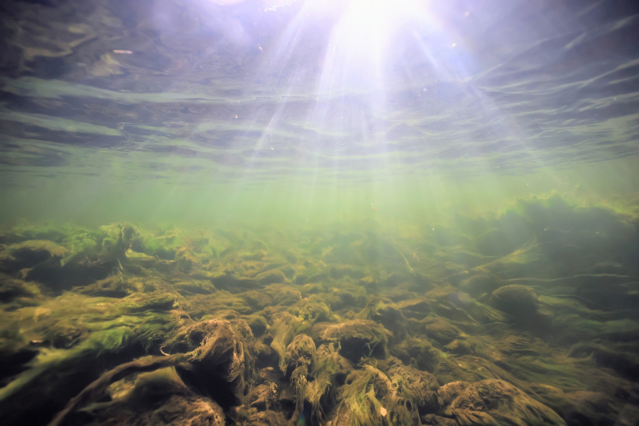 Giant virus found in a pond may help explain complex life - Earth.com