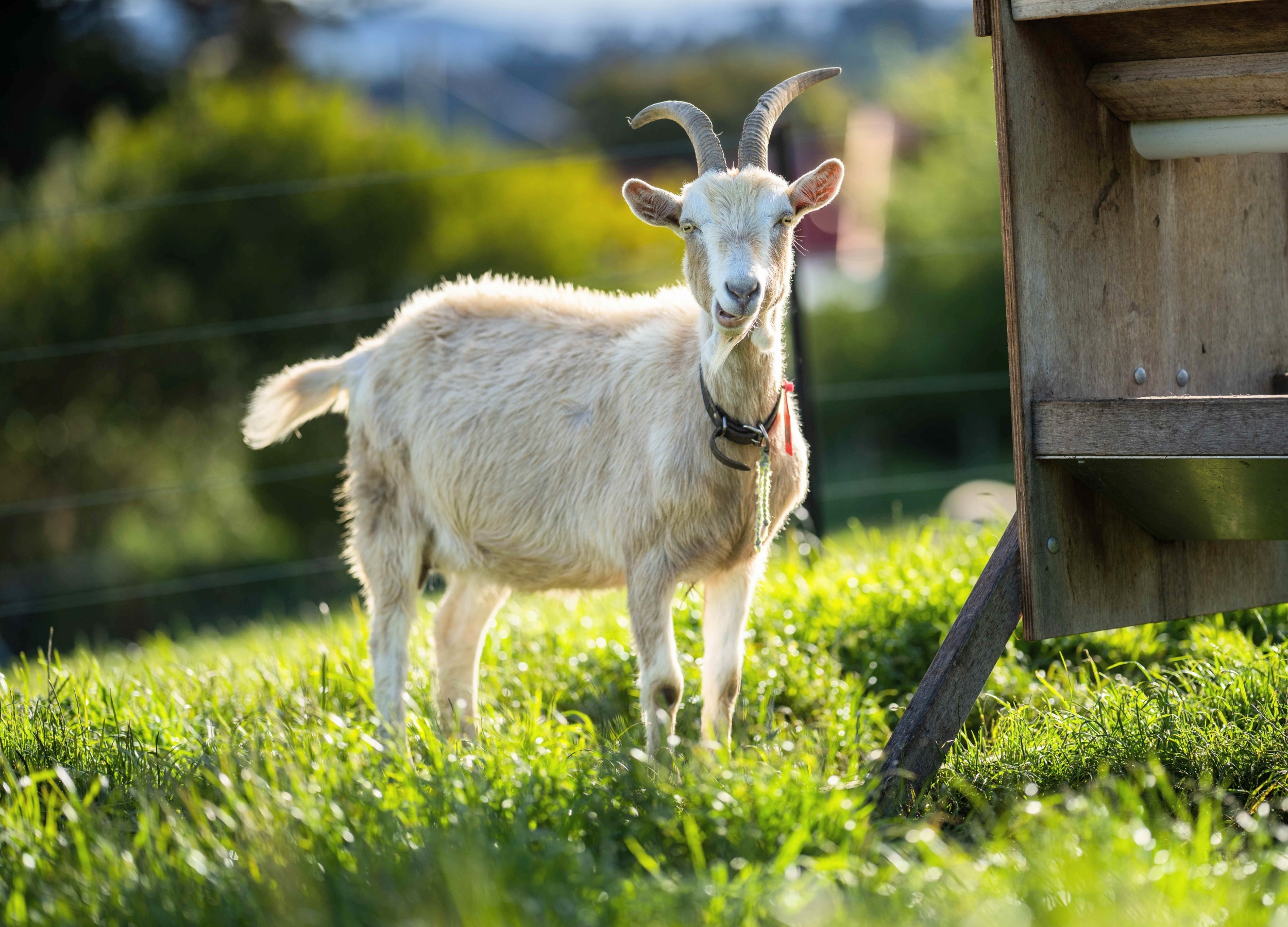 Livestock numbers are falling across large parts of the world - Earth.com