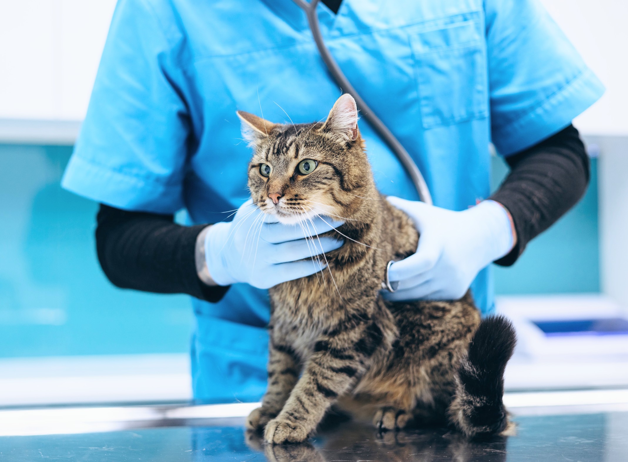 Why a cat virus may hold answers about long COVID - Earth.com
