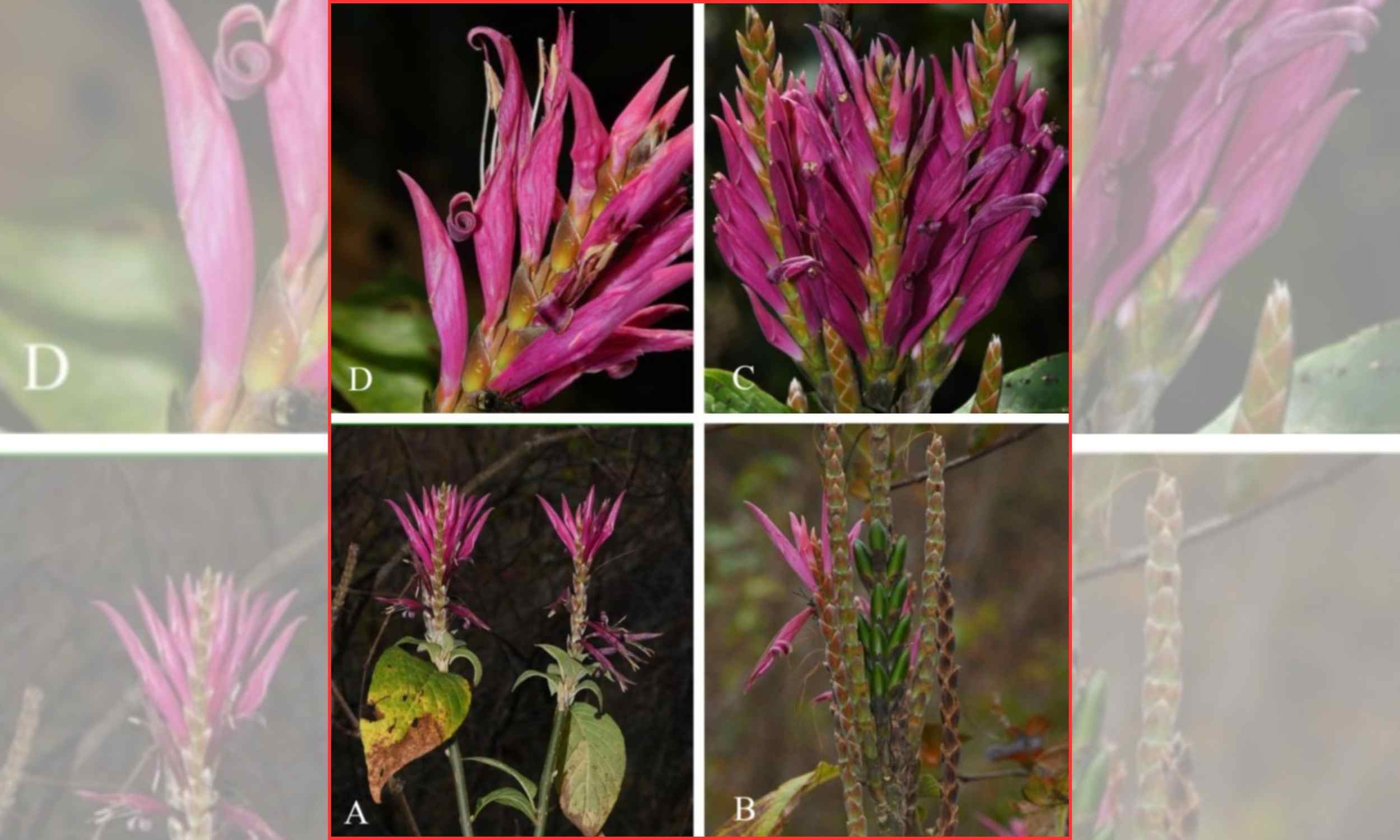 Recently discovered plant species is already endangered - Earth.com