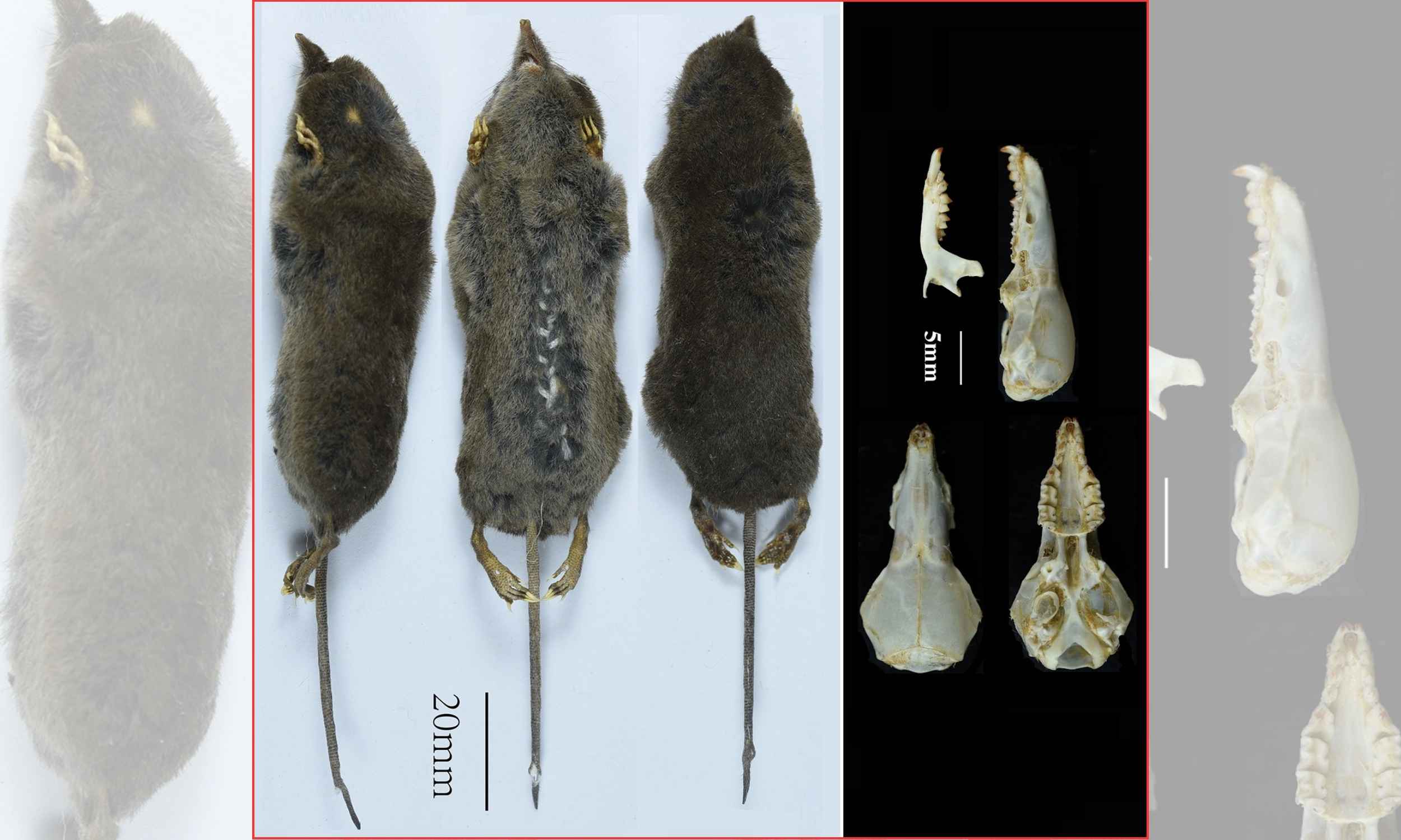 New shrew species, Soriculus dexingensis, is discovered in Tibet ...