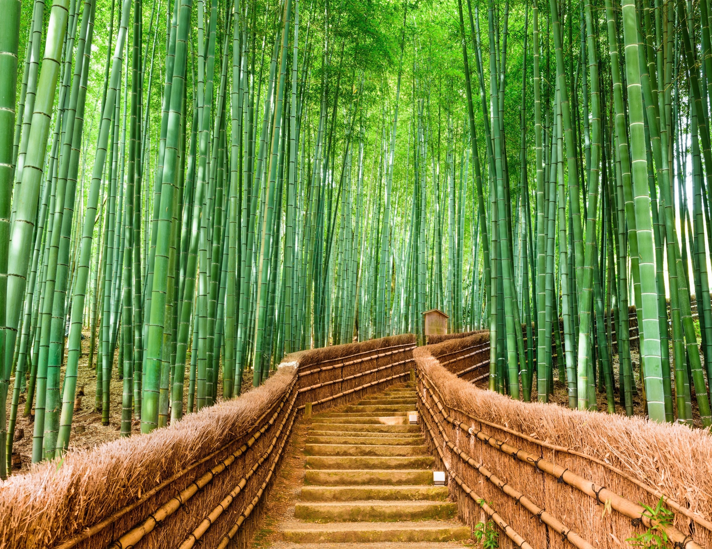 Bamboo has the potential to become a sustainable superfood - Earth.com