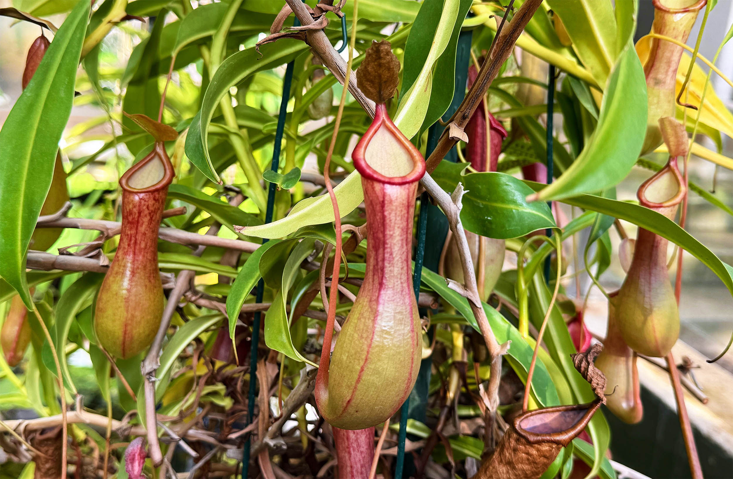Surprising discovery made about the nectar of pitcher plants - Earth.com
