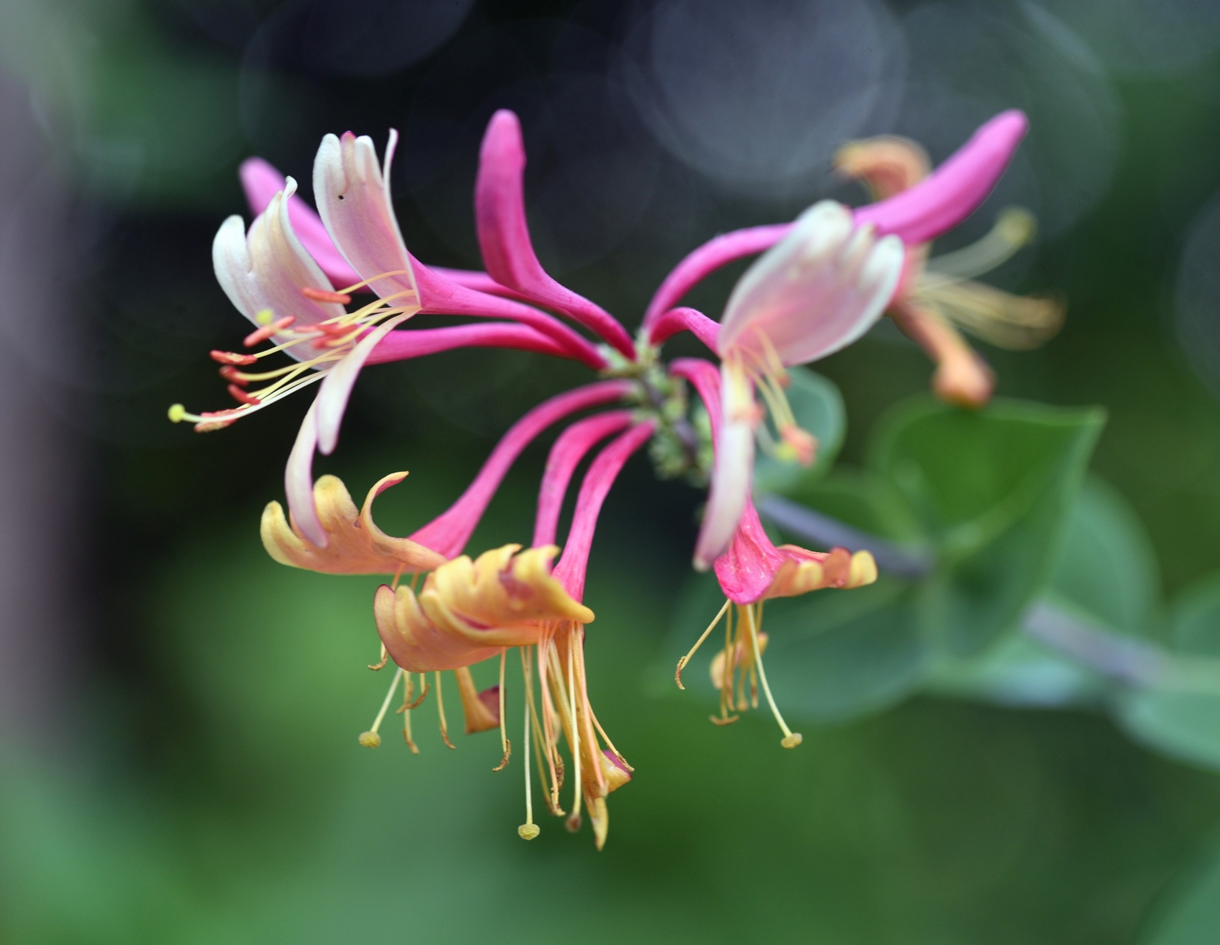 Invasive species are speeding up the global decline of insects - Earth.com