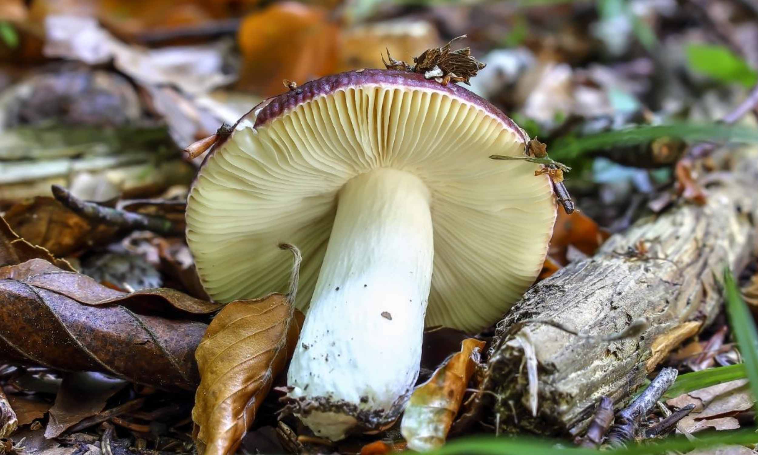 Scientists find new mushroom species that smell like shellfish - Earth.com