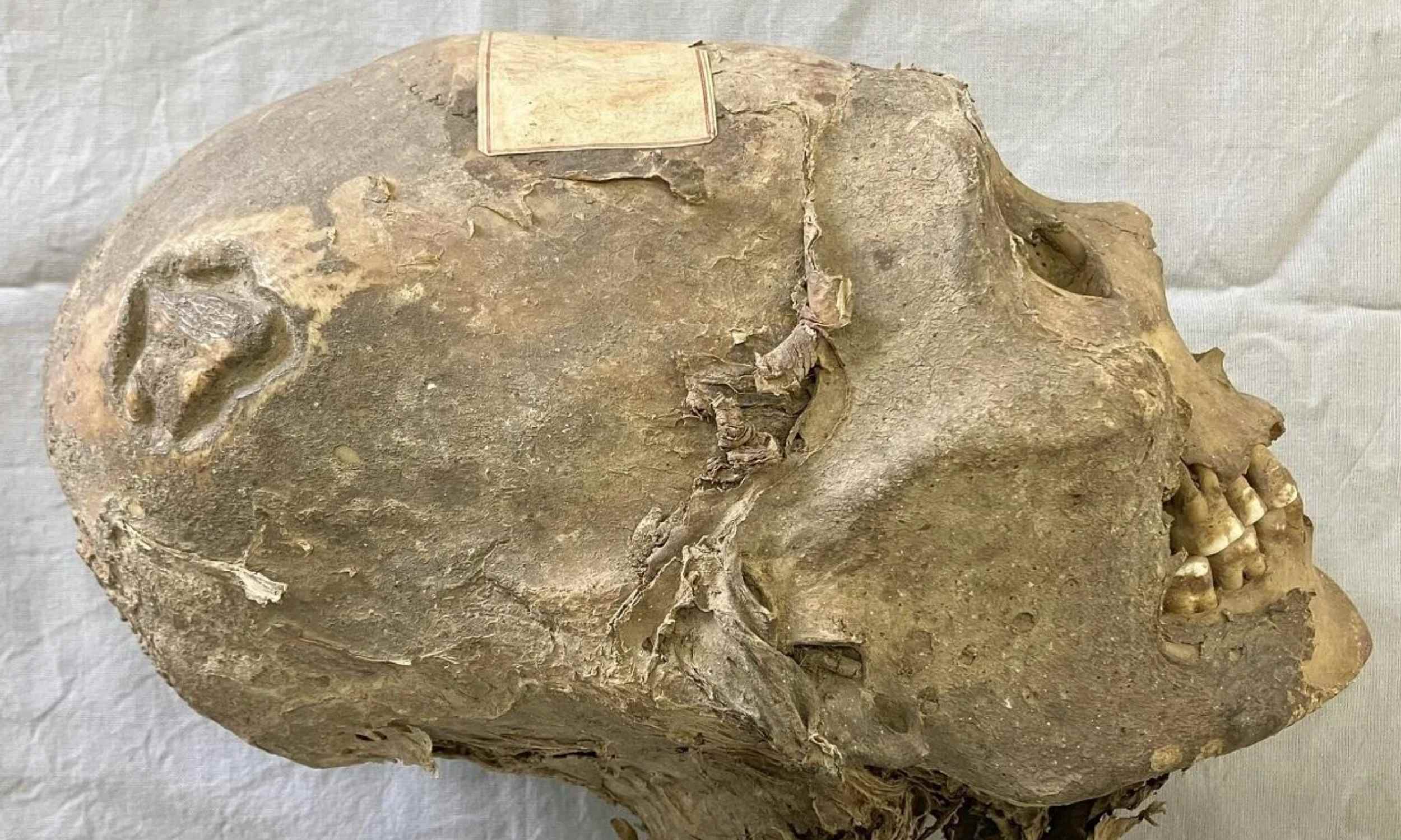 Mislabeled mummified head exposed after more than 100 years