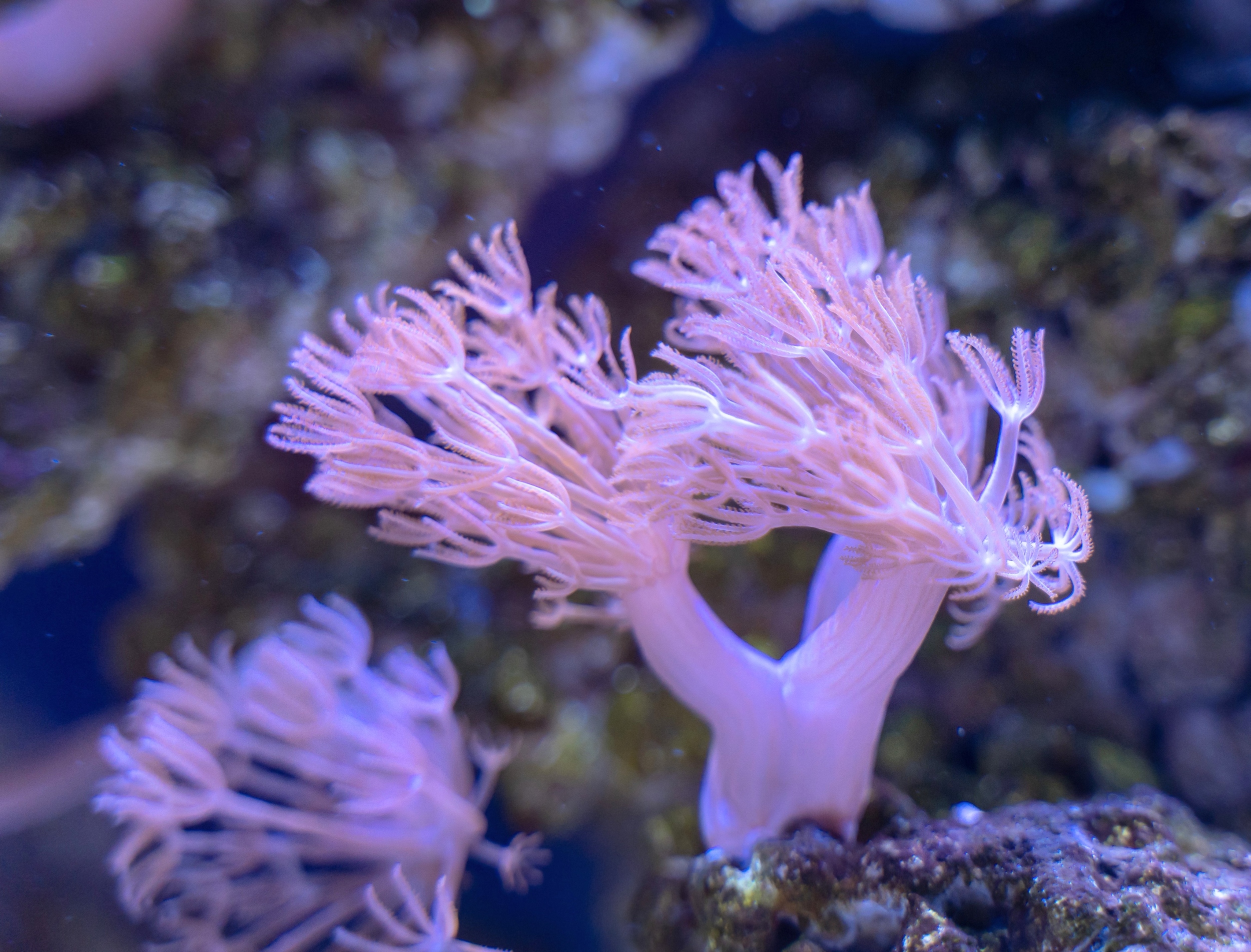 How a coral keeps perfect rhythm without a brain - Earth.com