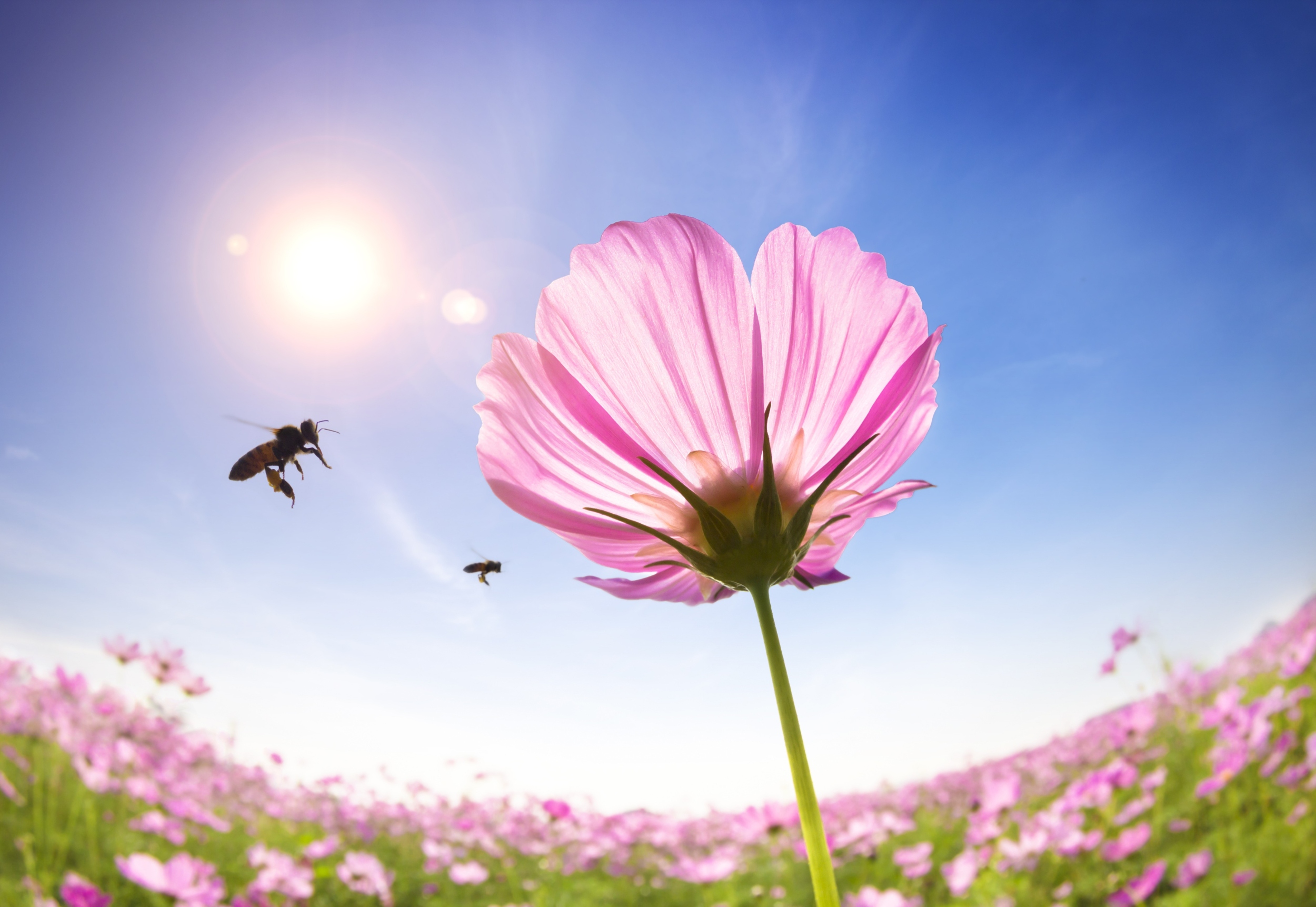 Flowers help bee viruses spread from hives into the wild - Earth.com