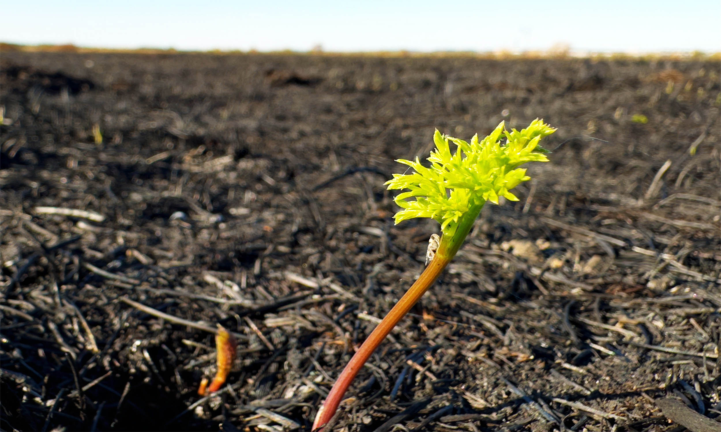 New map shows heavy rains after wildfires are a ticking time bomb - Earth.com