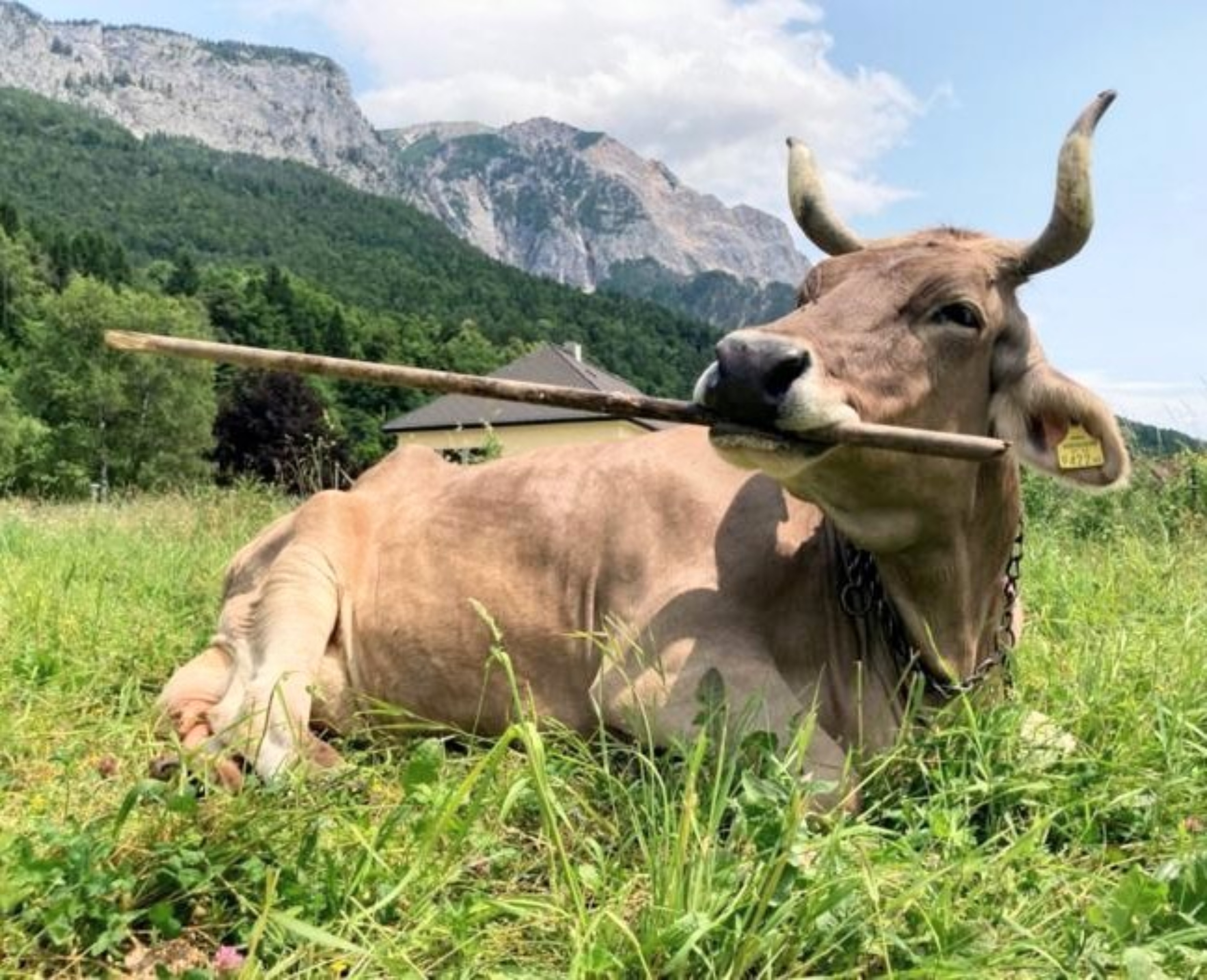 Cow tool use challenges ideas about animal intelligence - Earth.com