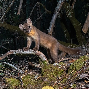 Coastal martens are fighting off extinction in the Pacific Northwest ...