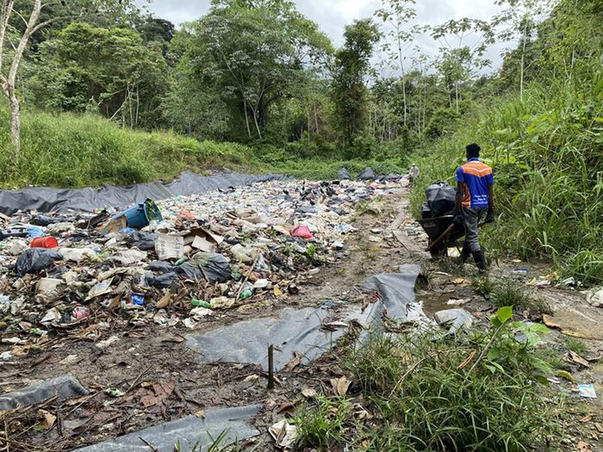 Mangroves are becoming major traps for plastic and coastal waste ...