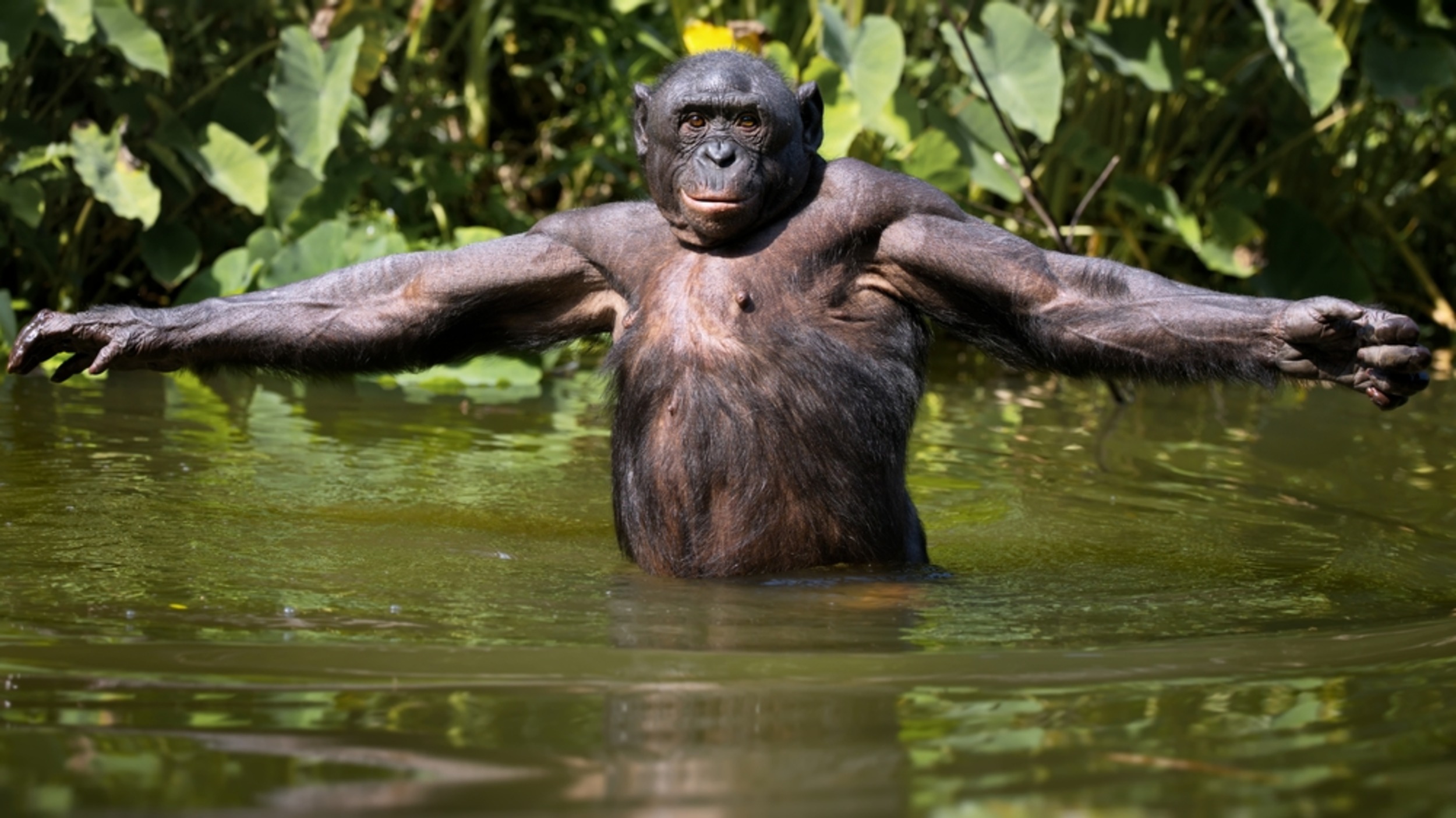 Bonobos never kill their own - Earth.com
