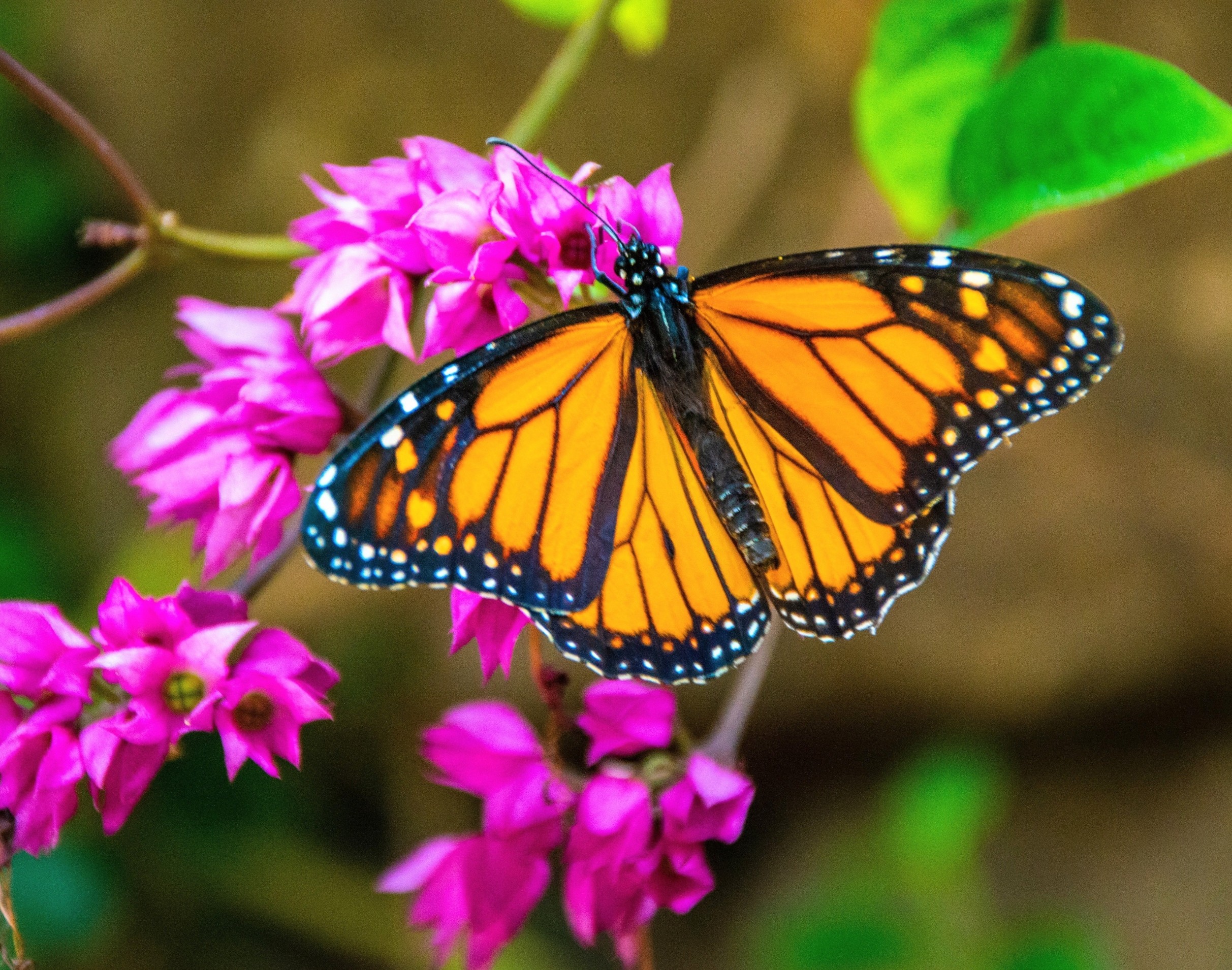 Rising temperatures are reducing nectar quality for butterflies - Earth.com