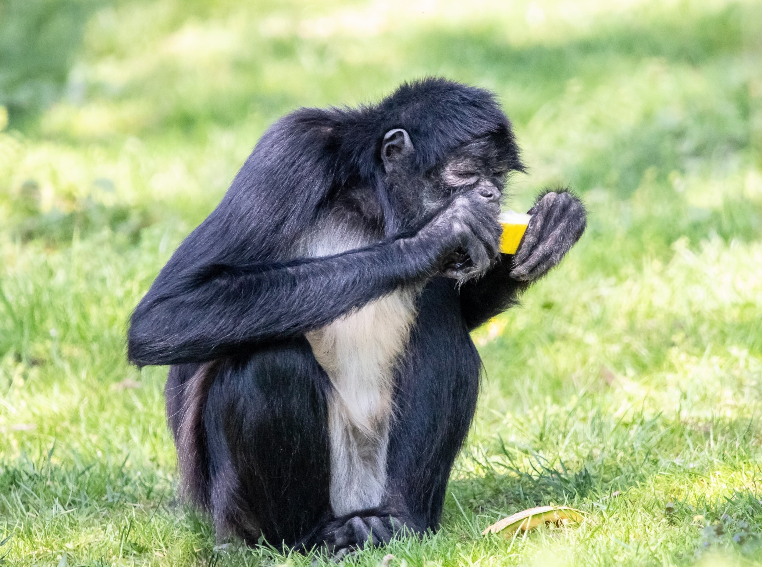 Spider monkeys use collective intelligence to find food - Earth.com