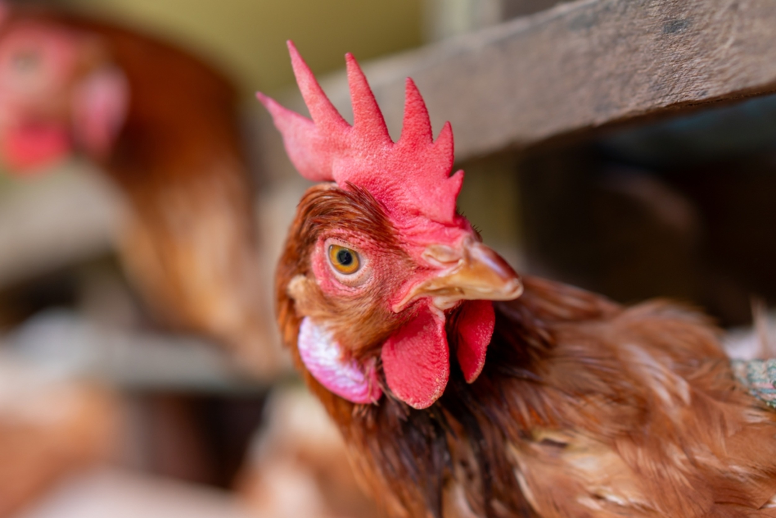 Low risk, high vigilance for bird flu - Earth.com