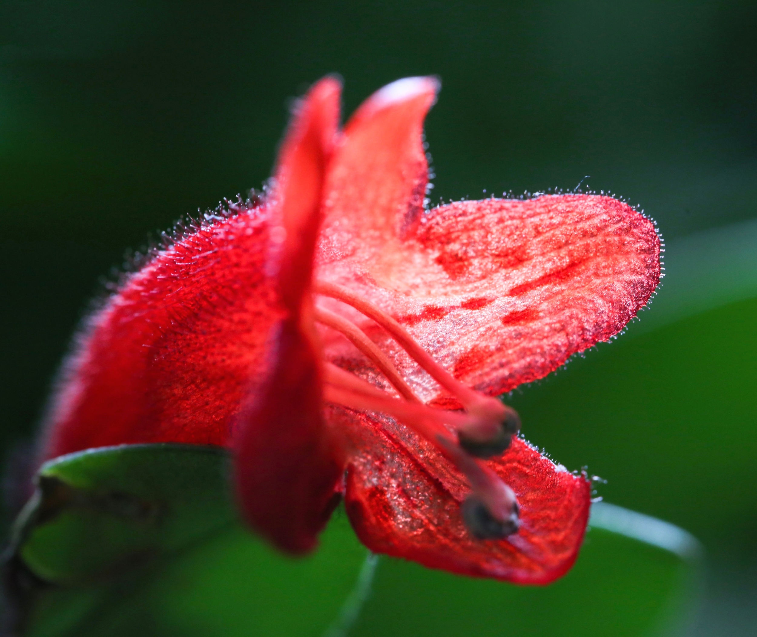 How a tropical vine changed its flowers without losing pollinators ...