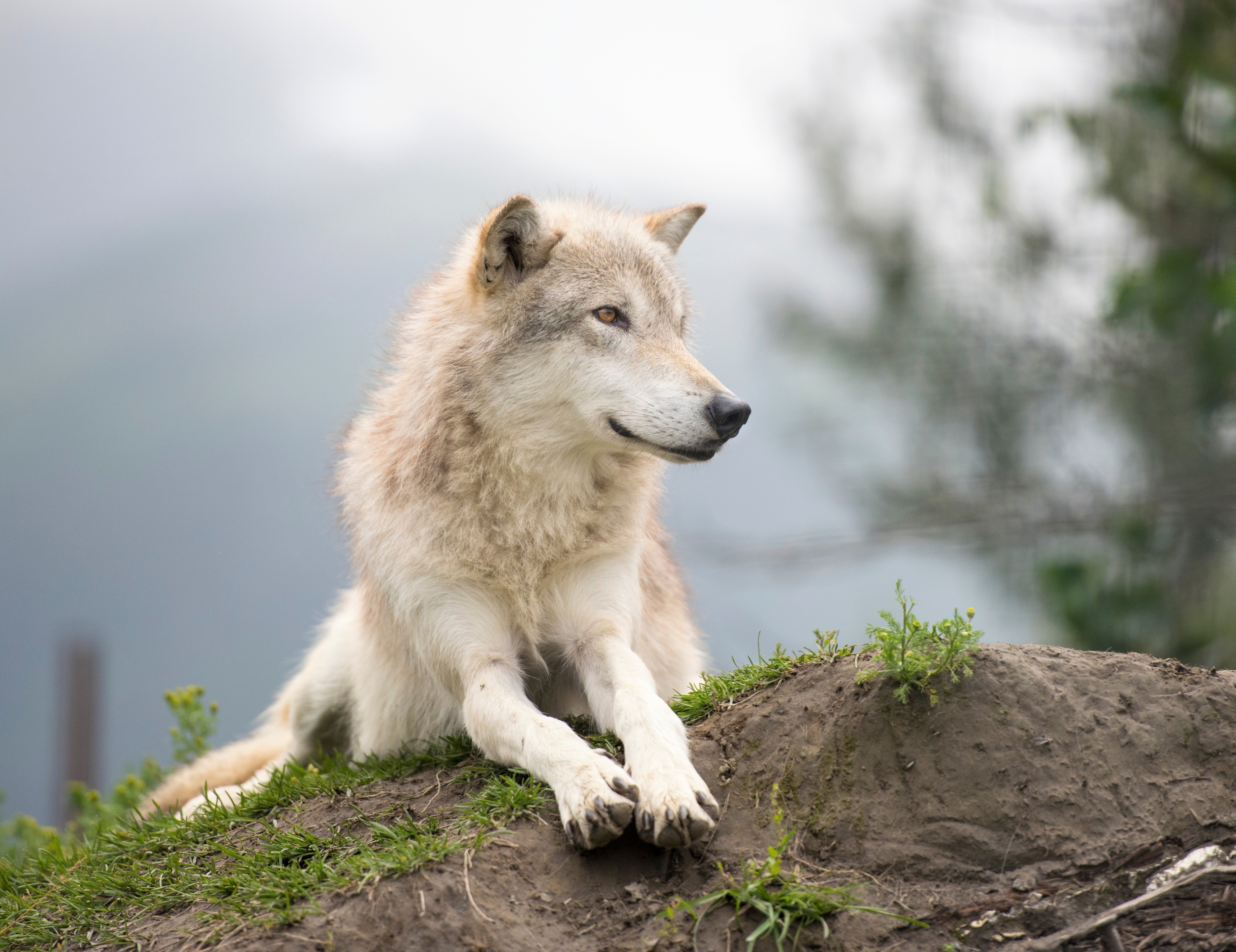 Gray wolves are hunting sea otters - but we still don’t know how ...