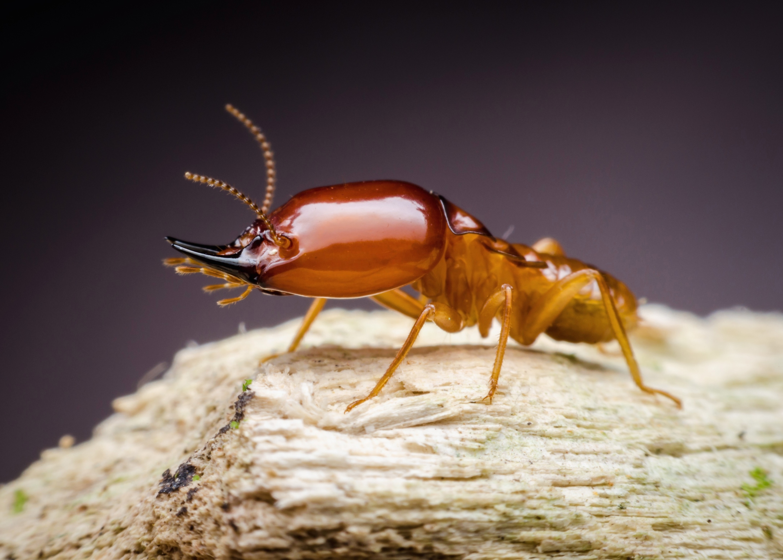 Termites evolved to be social by losing genes - Earth.com
